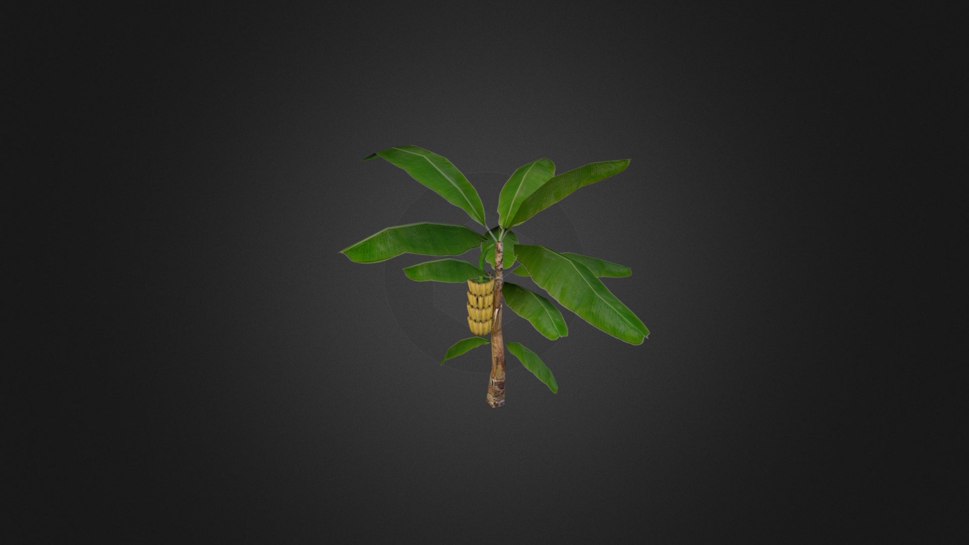 Banana Musa - 3D model by Fruitarian Artist (@fruitarianartist ...