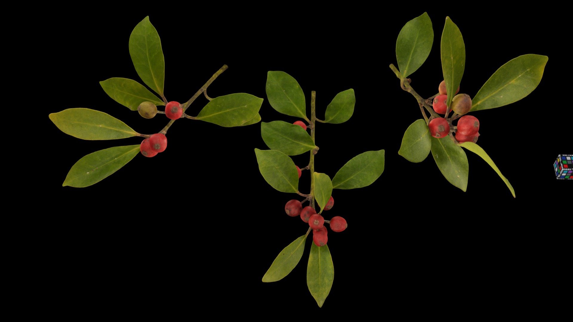 モチノキ Mochi Tree, Ilex integra - Download Free 3D model by ffish.asia ...