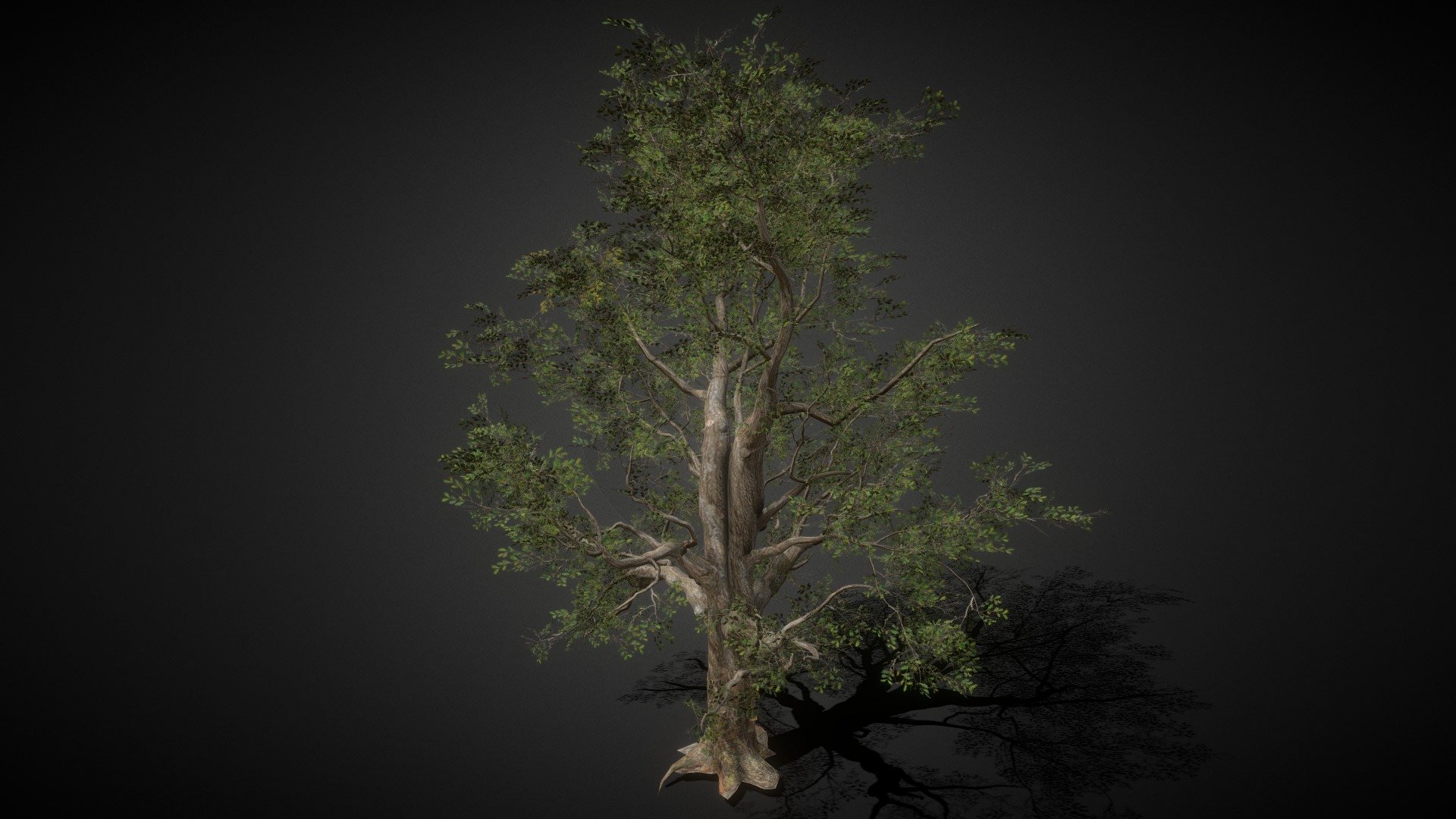 Big Tree 02 - Buy Royalty Free 3D model by Md Waziullah Apu (@ApuArt ...