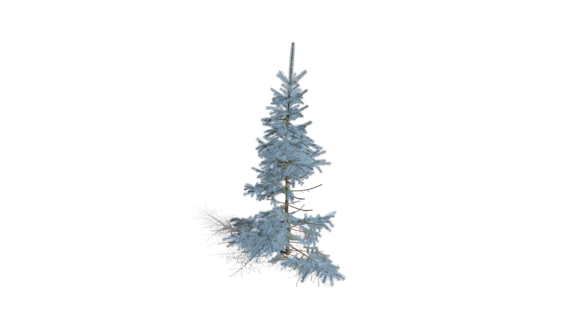 Realistic HD Colorado Blue spruce Koster (31/43) - Download Free 3D ...