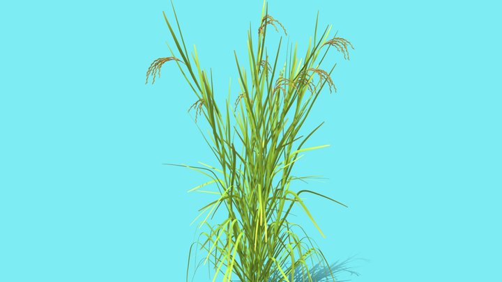 Rice 3D models - Sketchfab