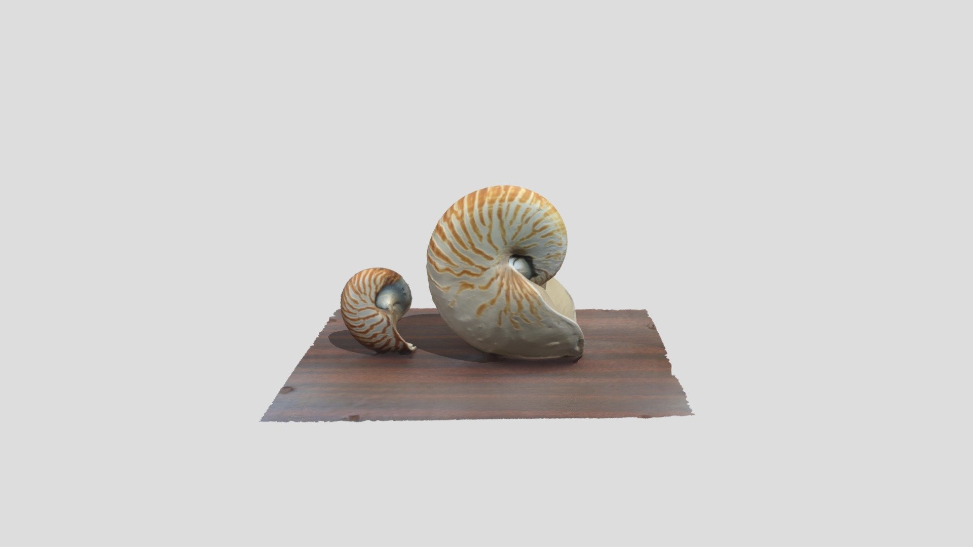 NAUTILUS AL 0,2 - 3D model by Proyecto Museo del MAR en RA (@juan.vega ...