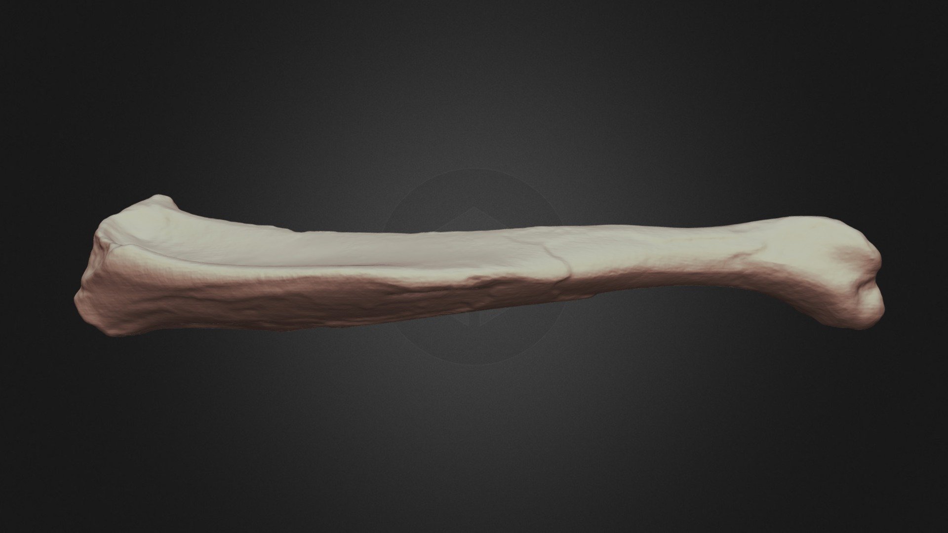 BEAVER TIBIA - 3D model by Lakehead Anthropology (@LakeheadAnthropology ...