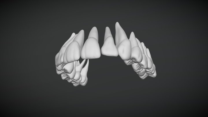 Teeth 3D models - Sketchfab