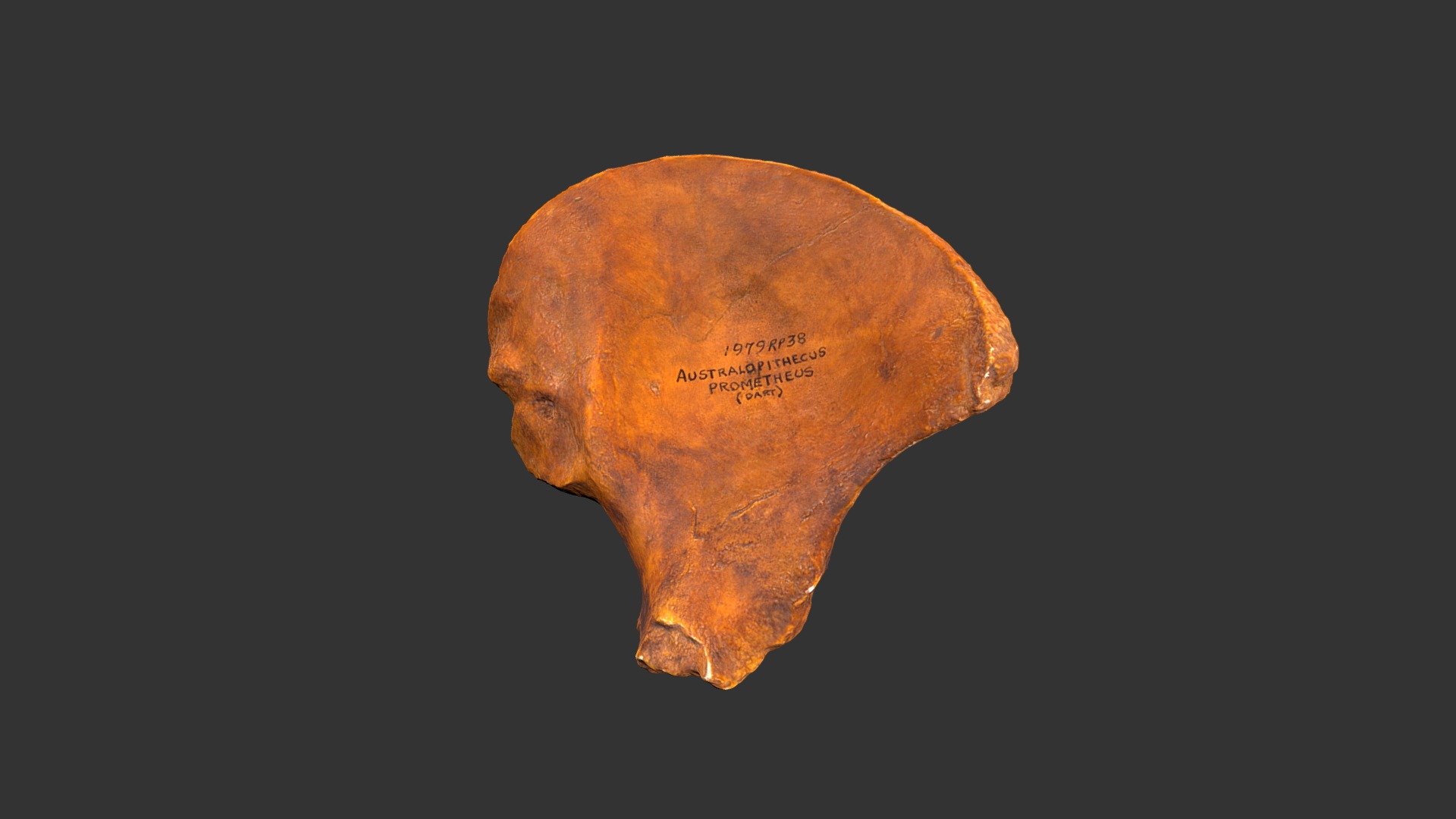 Australopithecus africanus (1979rp38) - Download Free 3D model by RLA ...
