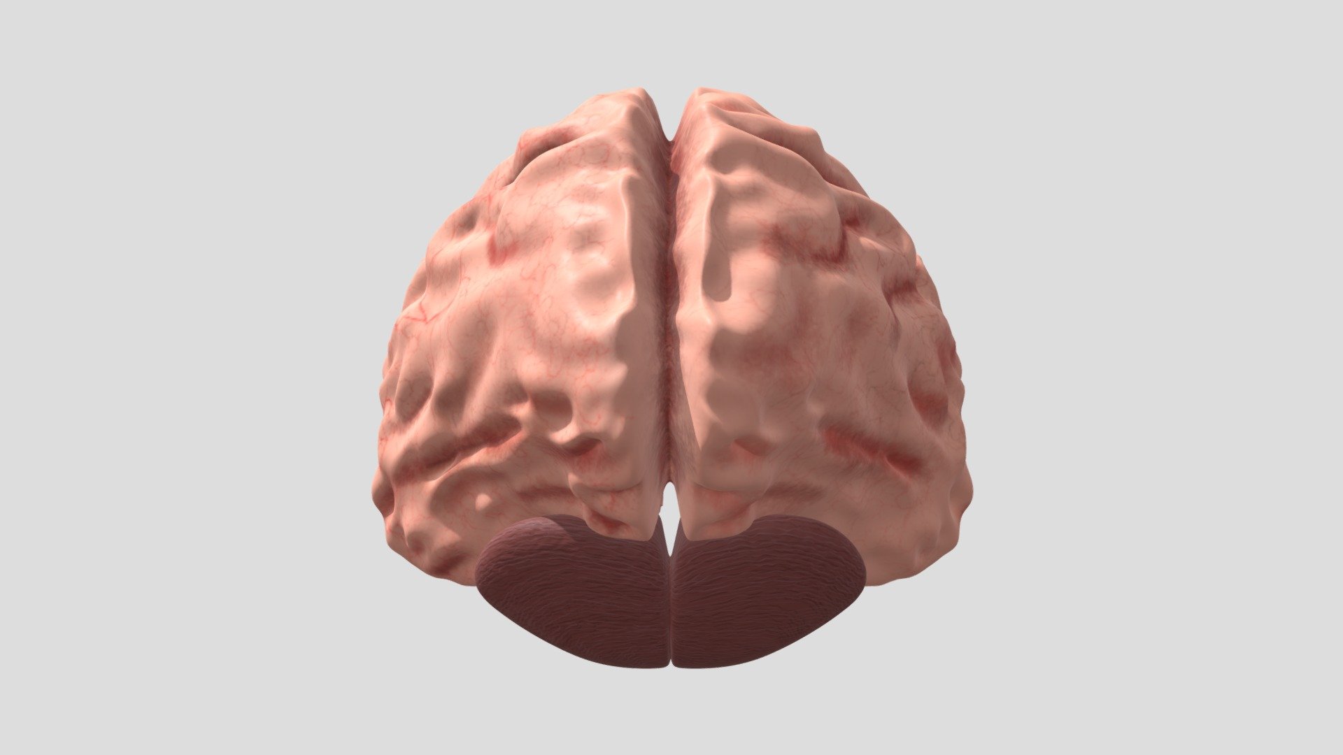 Brain Full - Download Free 3D model by Cxrly97 [f9f62da] - Sketchfab