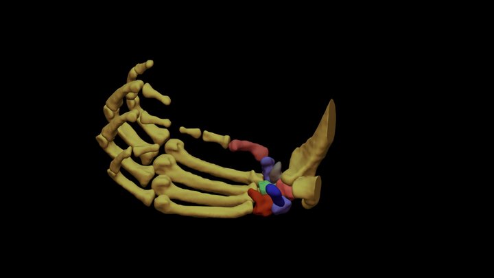 Bonobo 3D models - Sketchfab