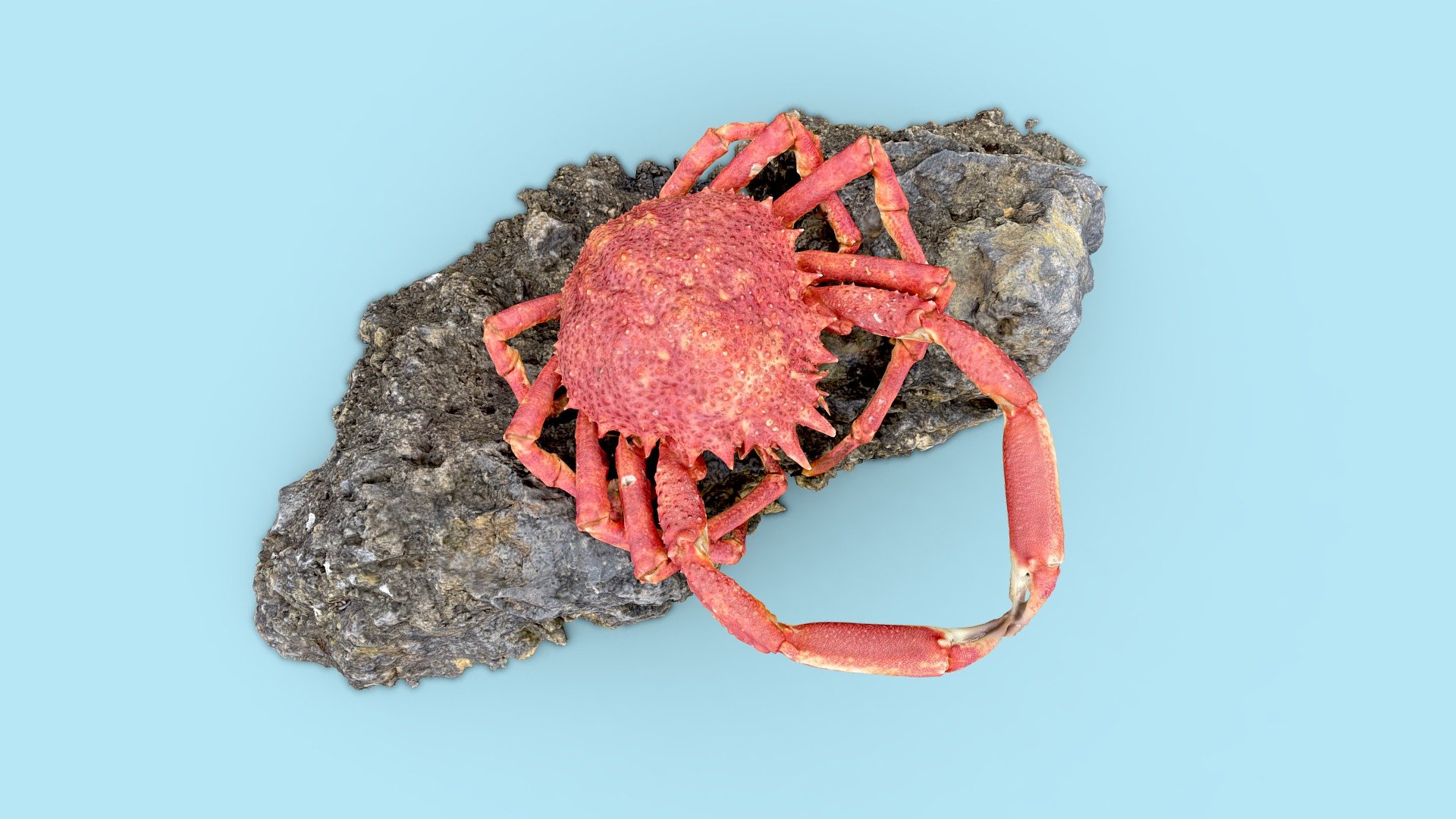 Spider crab - 3D model by Zoltanfood [f9fc518] - Sketchfab