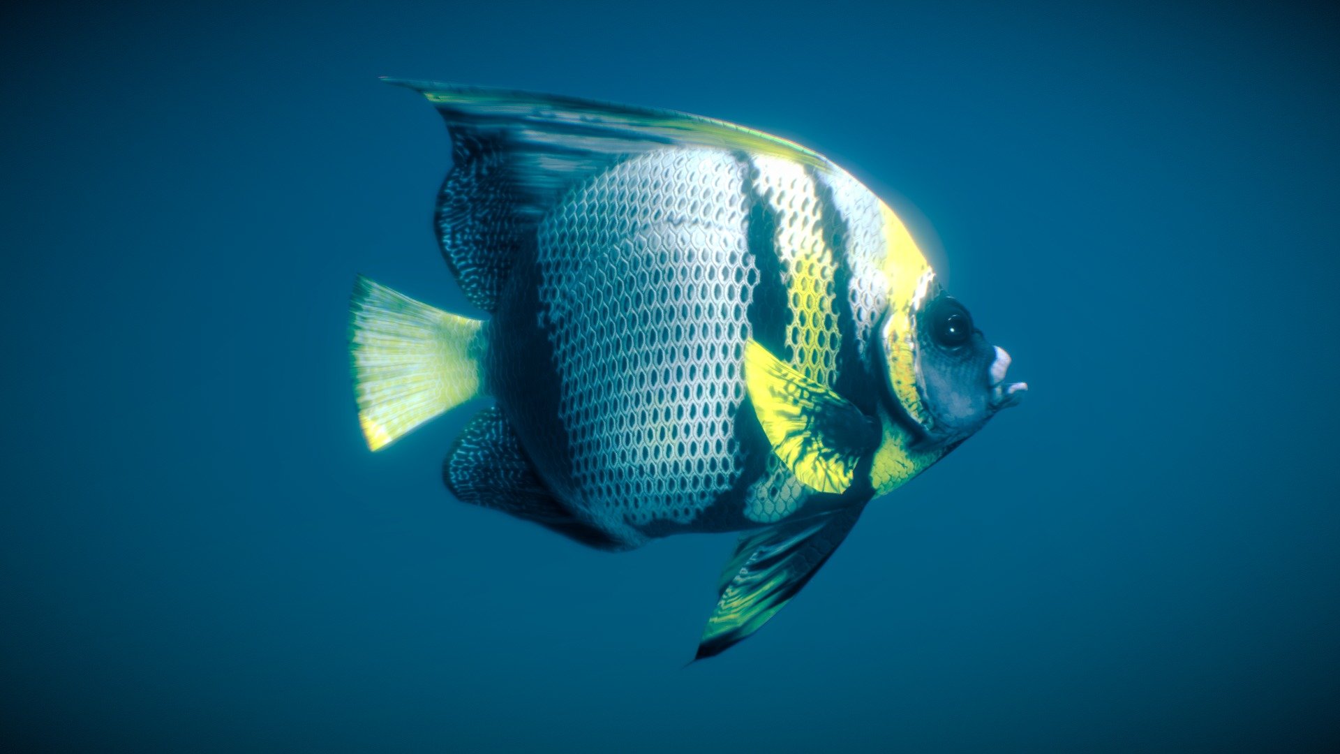 Pomacanthus Zonipectus ( Cortez angelfish ) - 3D model by Nestaeric ...