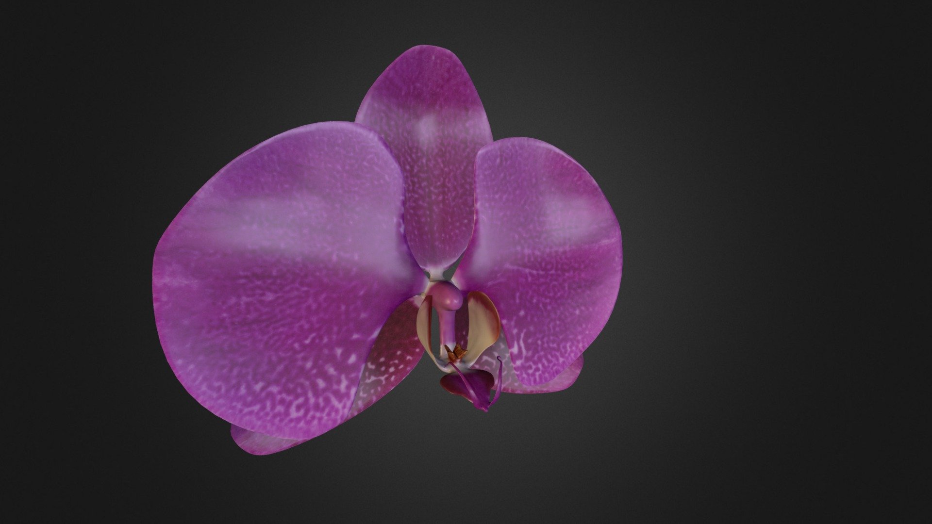 Orchidée - Orchid - Buy Royalty Free 3D model by Benoît Rogez ...