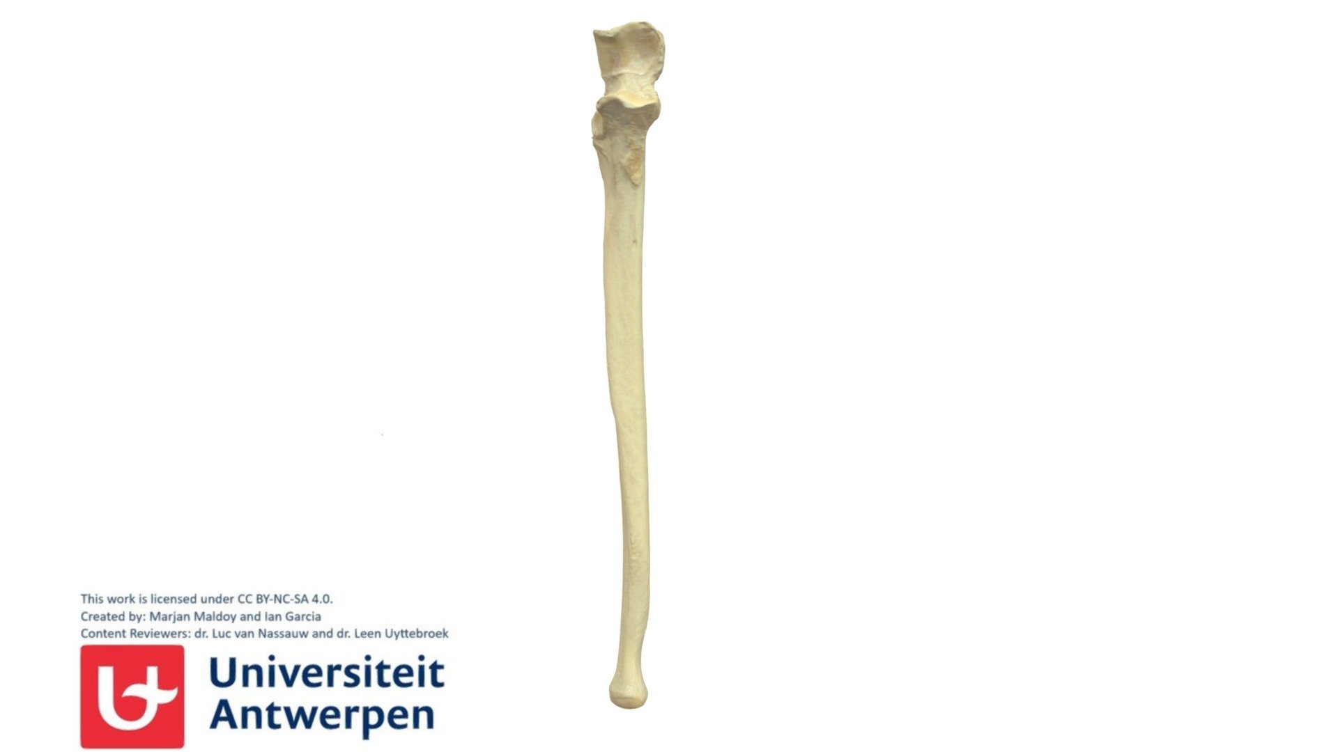 Ulna R - Distale epifyse - 3D model by Universiteit Antwerpen ...