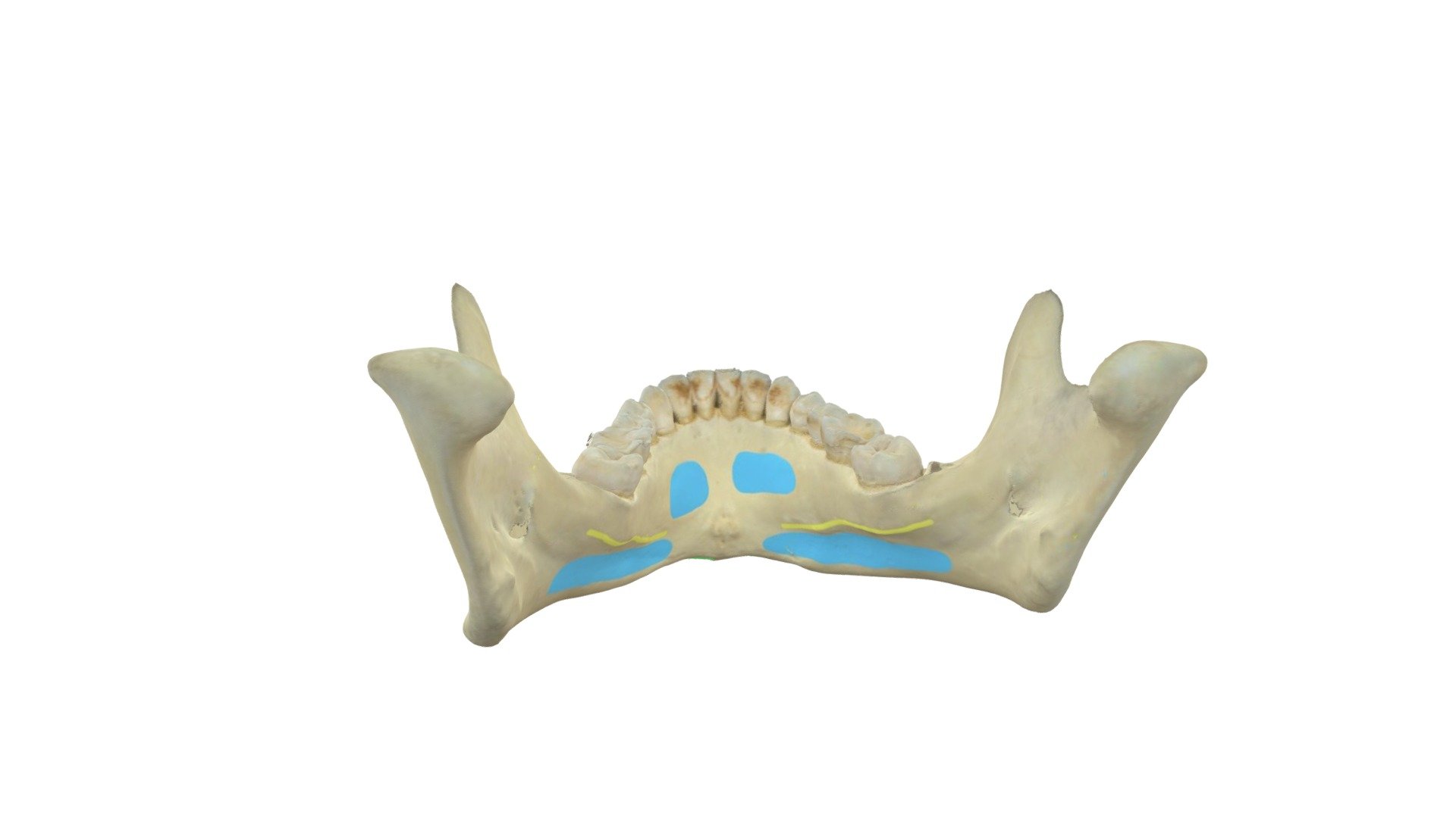 mandibula- corpus mandibulae - A4 - 3D model by Universiteit Antwerpen ...
