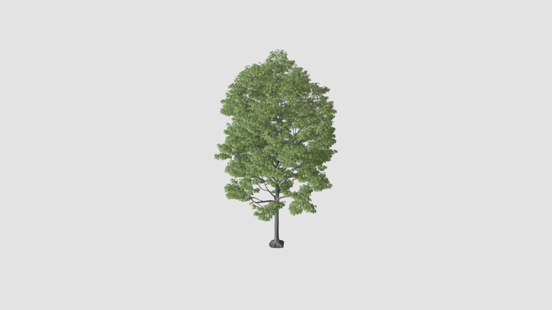 tree - Buy Royalty Free 3D model by Evermotion [fa07ef9] - Sketchfab Store