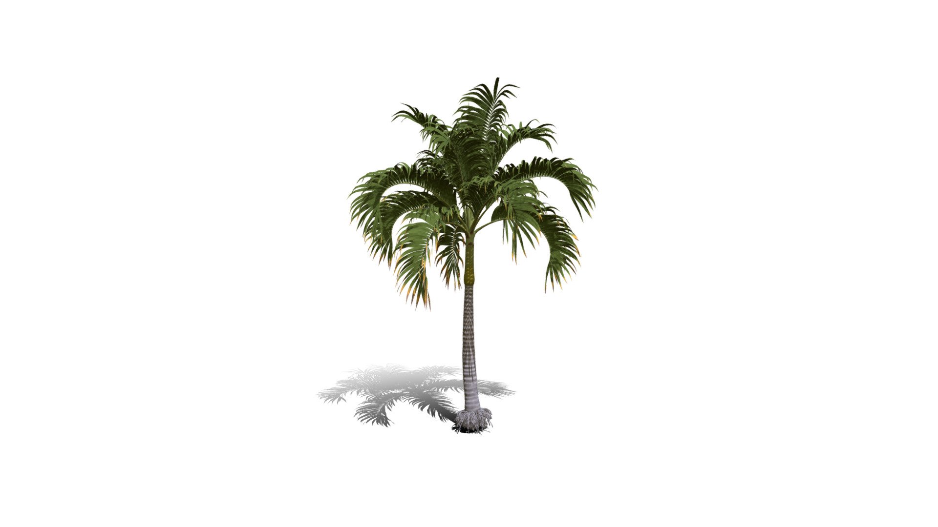 Realistic HD Christmas palm (2/35) - Download Free 3D model by ...