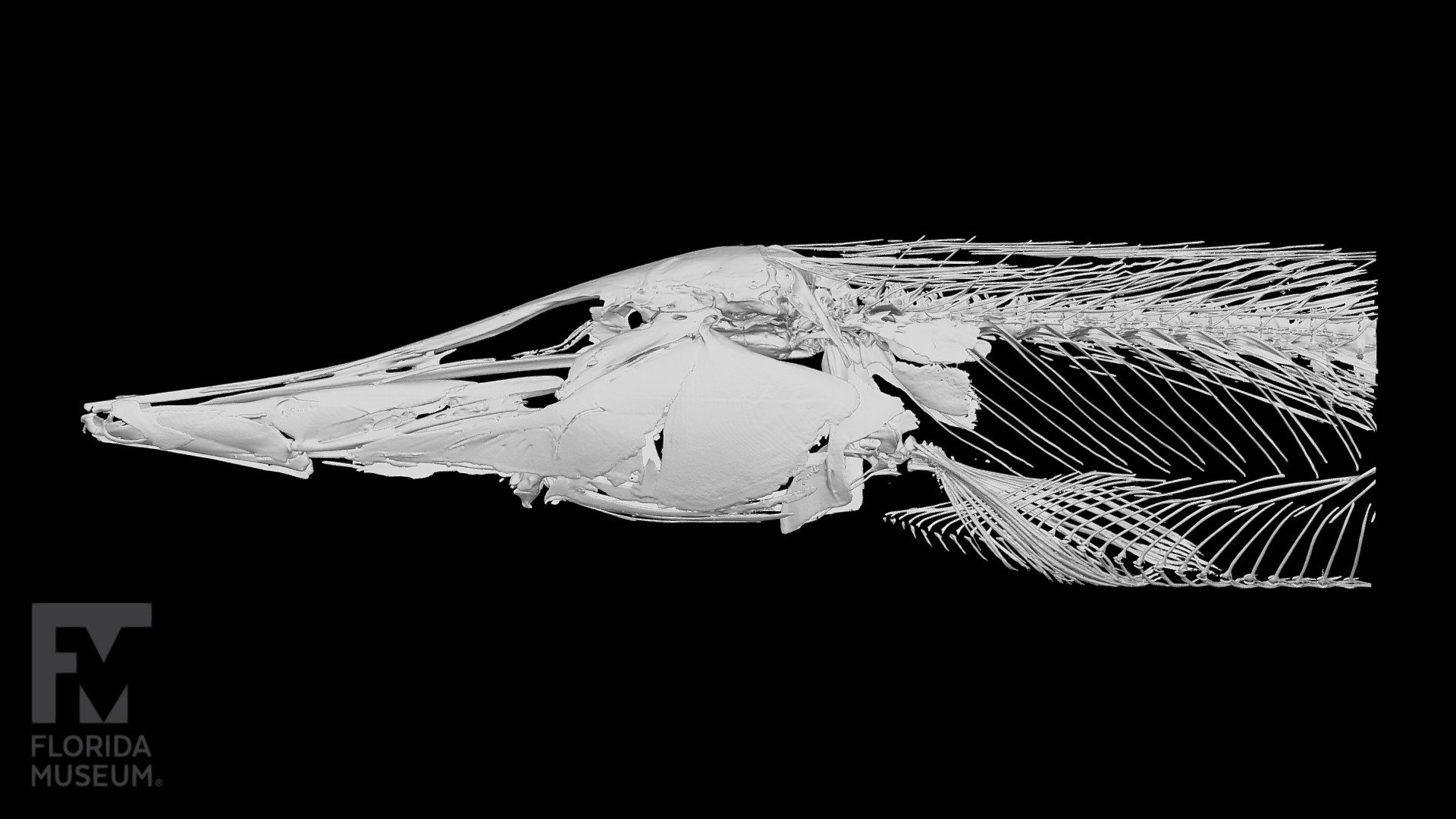 Sand Knifefish, Rhamphichthyidae - 3D model by FloridaMuseum [fa0f164 ...