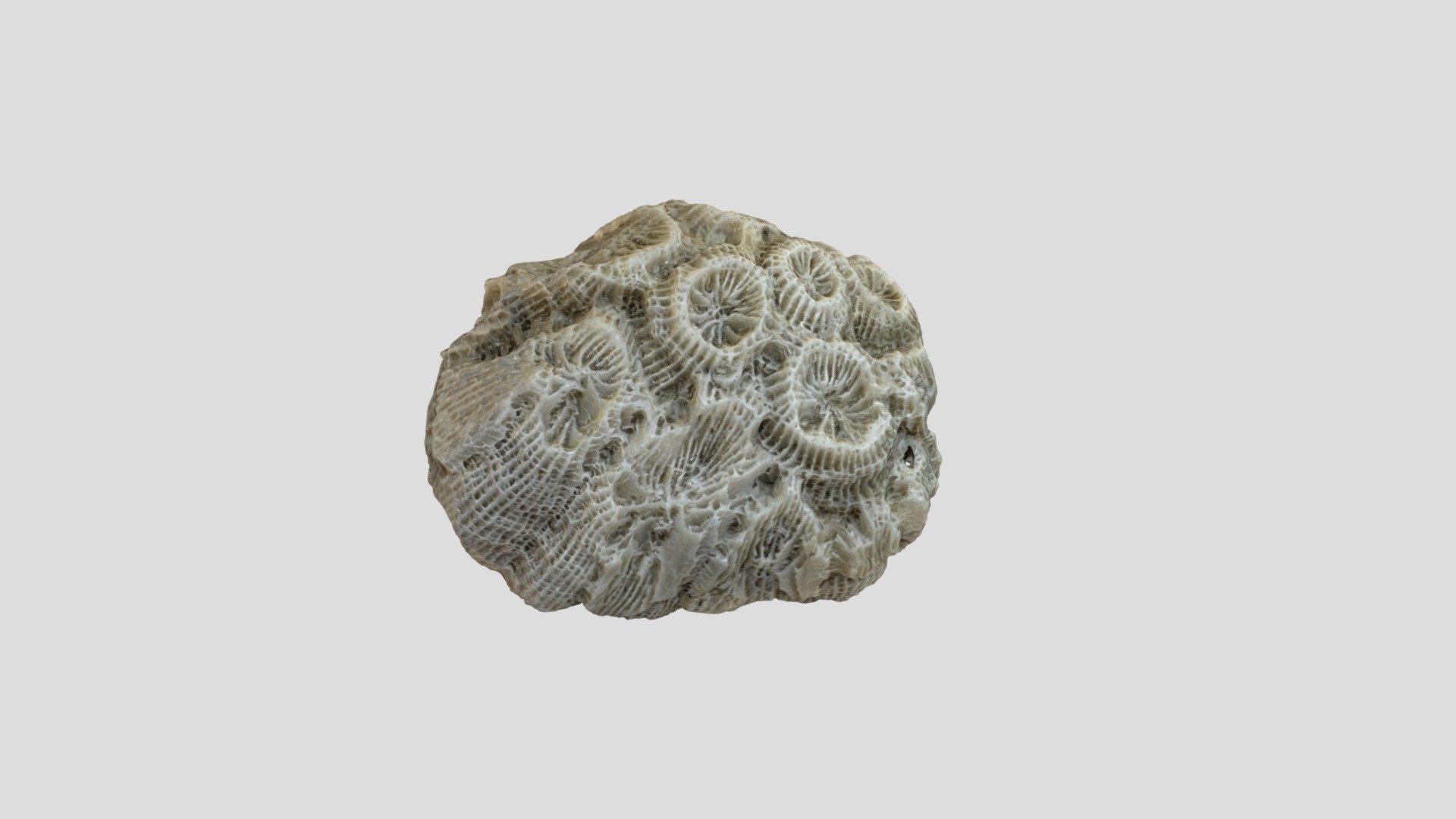 Coral fossil - Download Free 3D model by Digital Geoscience Global ...