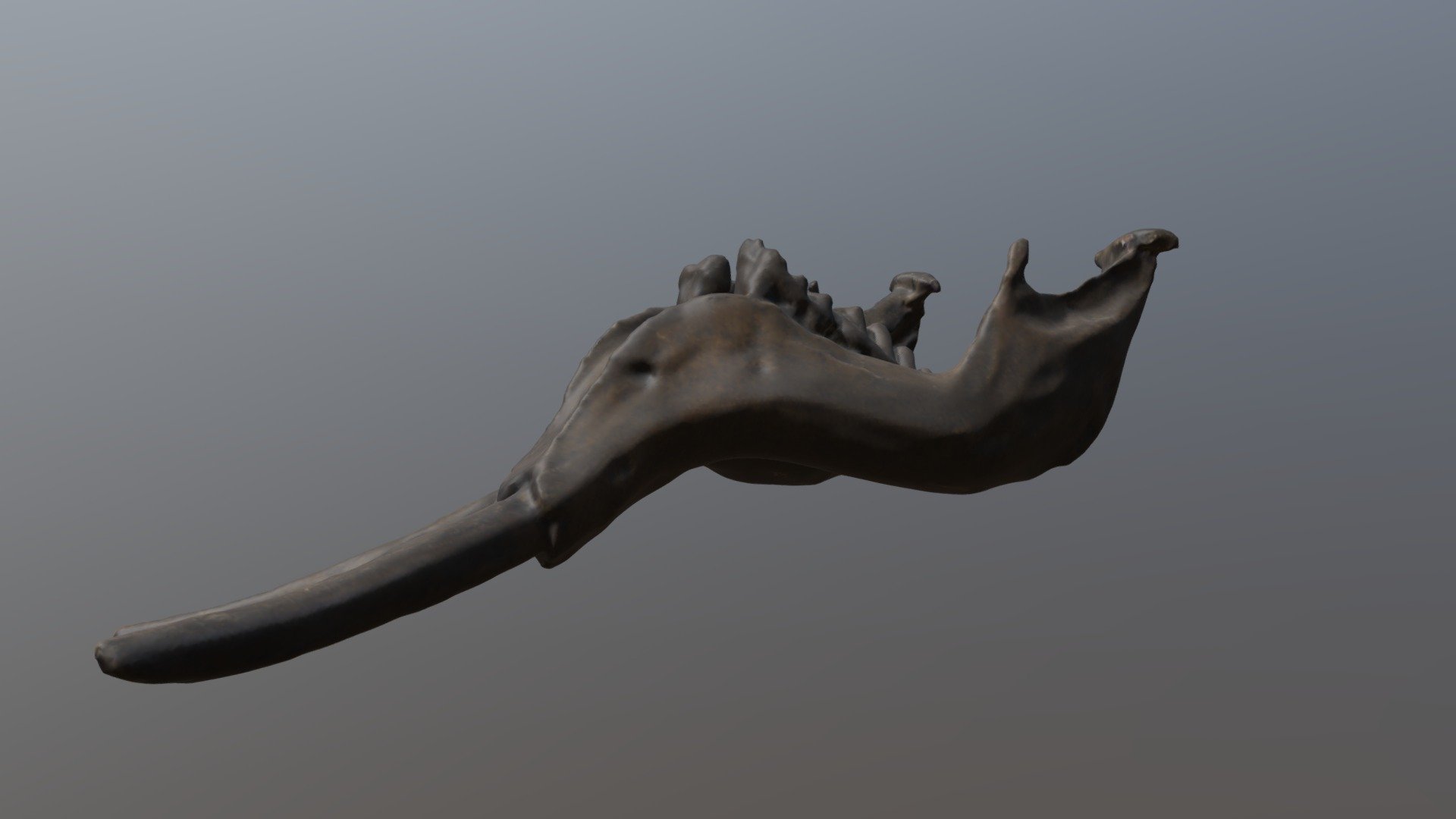 Rhynchotherium Mandible (VCU_3D_3804) - Download Free 3D model by ...