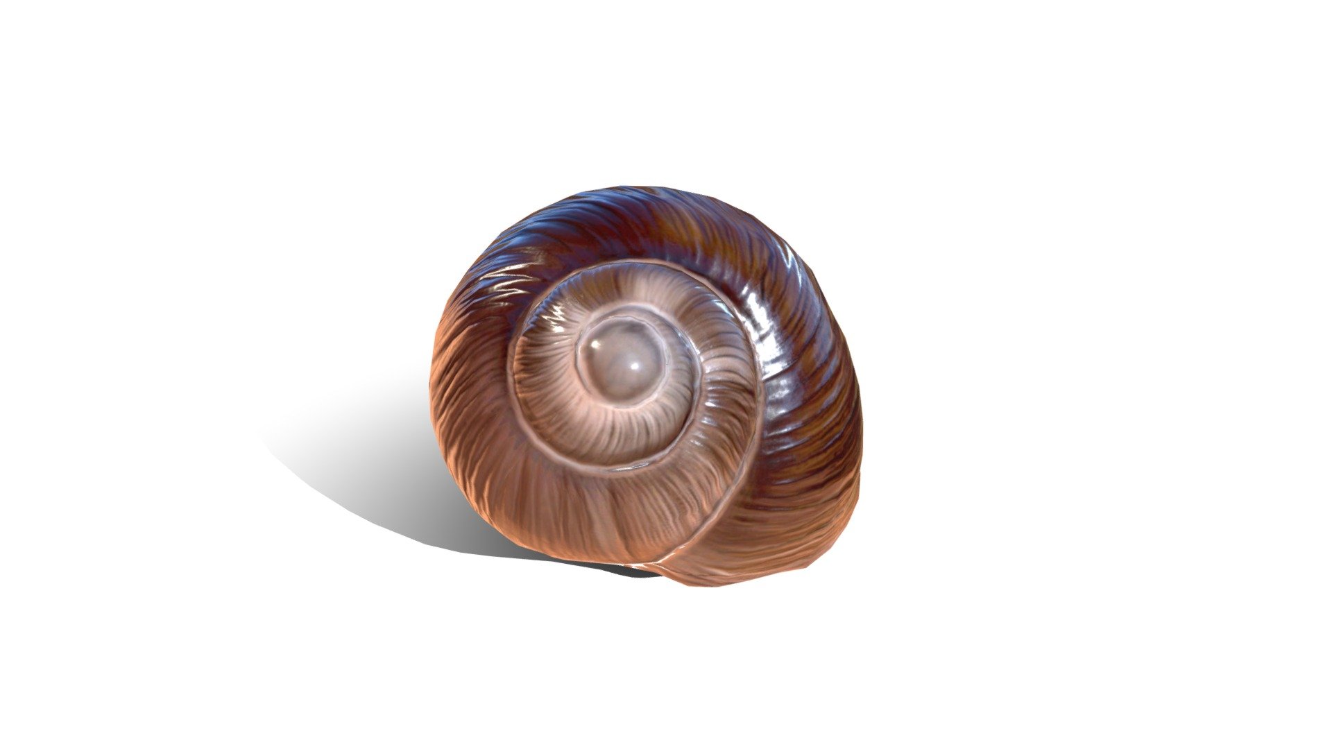 Snail_Shell - Buy Royalty Free 3D model by artisan3dventures [fa13a42 ...
