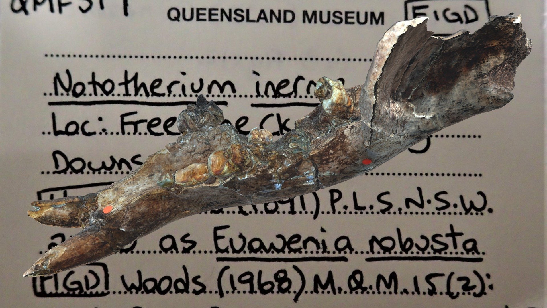 Kukadonta robusta - 3D model by Queensland Museum (@queenslandmuseum ...