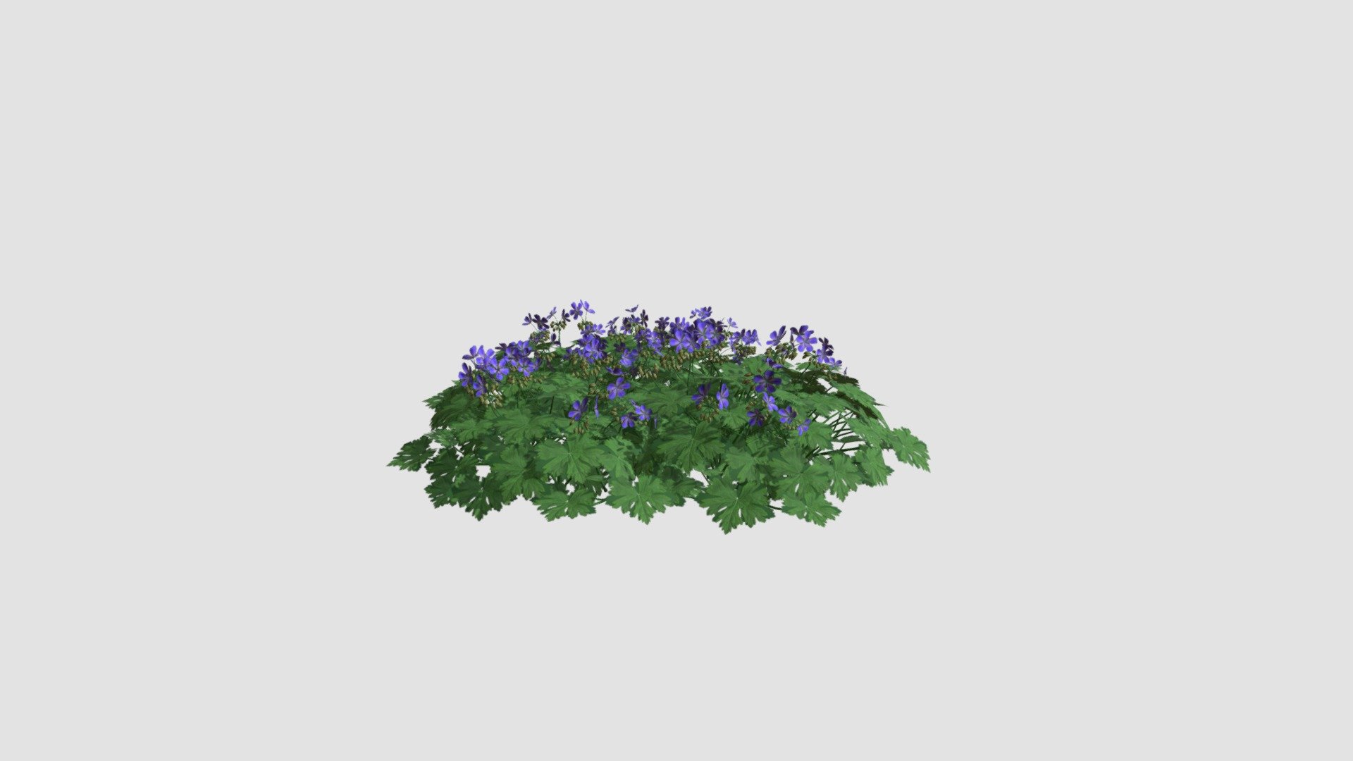 Geranium Rozanne - Buy Royalty Free 3D model by Evermotion [fa180cd ...