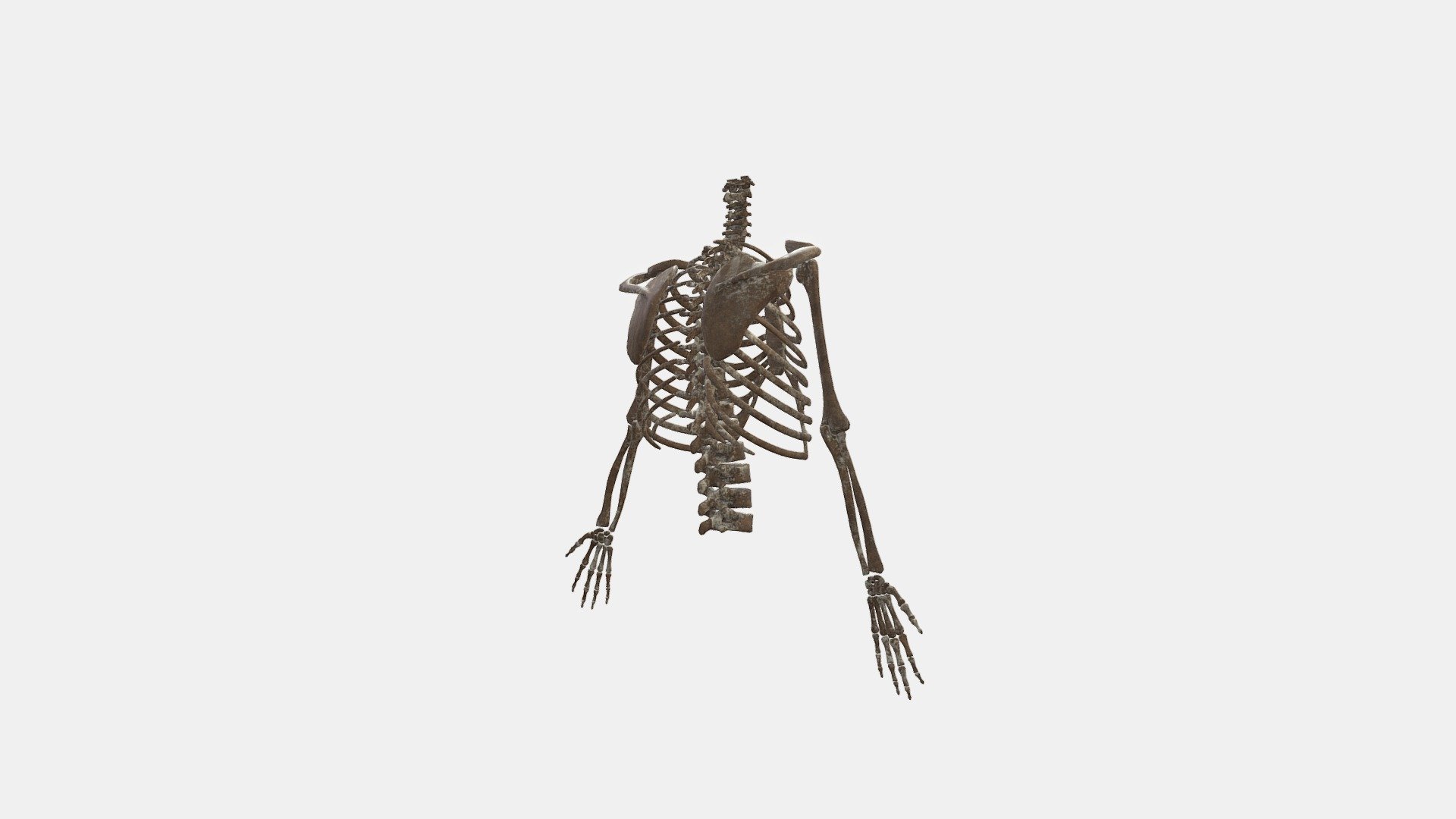 Skeleton Top Half with Bullet Hole in Head - 3D model by aplanva ...