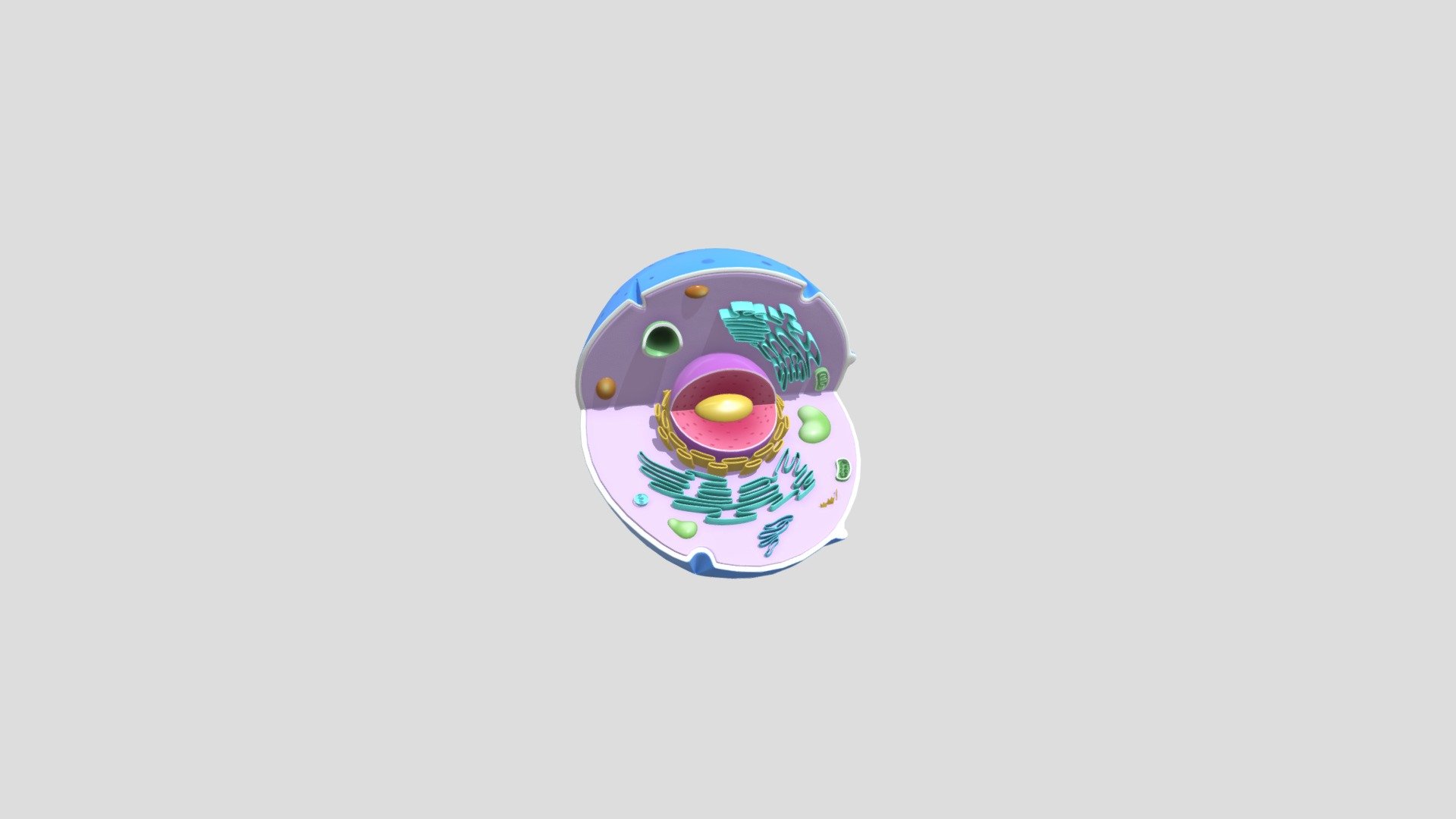 Animal Cell - 3D model by yumnakanaya39 [fa21e37] - Sketchfab