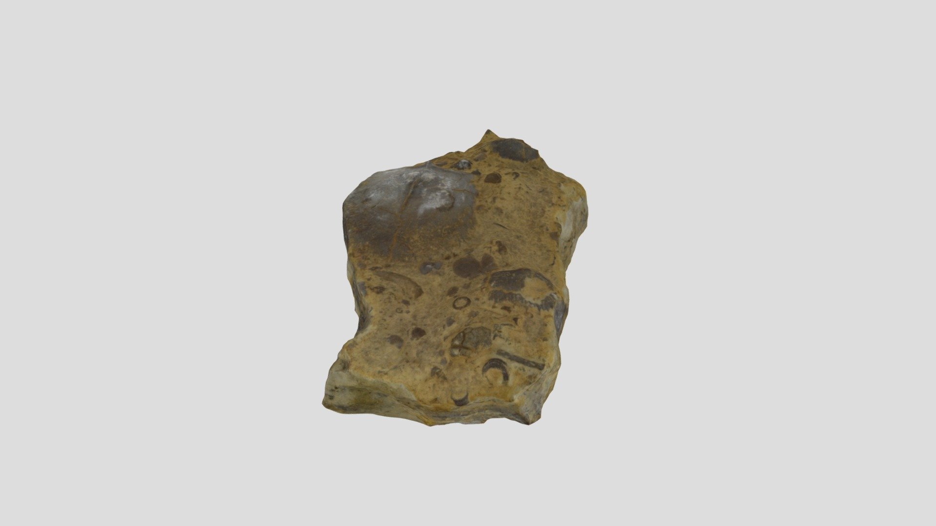 Pennsylvanian Brachiopod Rudstone - 3D model by MizzouX [fa27b0a ...