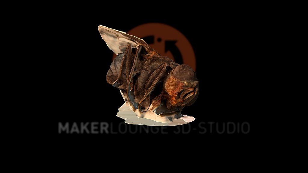 3D-Scanned Fly - Download Free 3D model by Makerlounge 3D-Studio ...