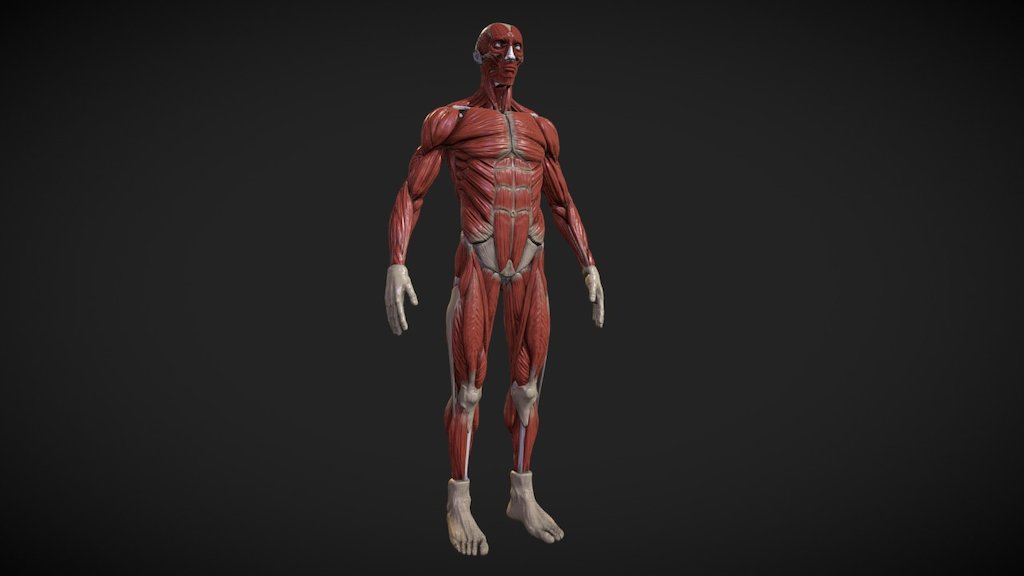 Human body ecorche - 3D model by Ikeru (@azrail) [fa2e35c] - Sketchfab