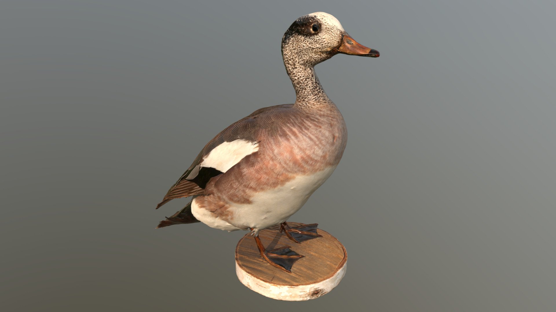 American Wigeon - 3D model by Nebraska Public Media ...