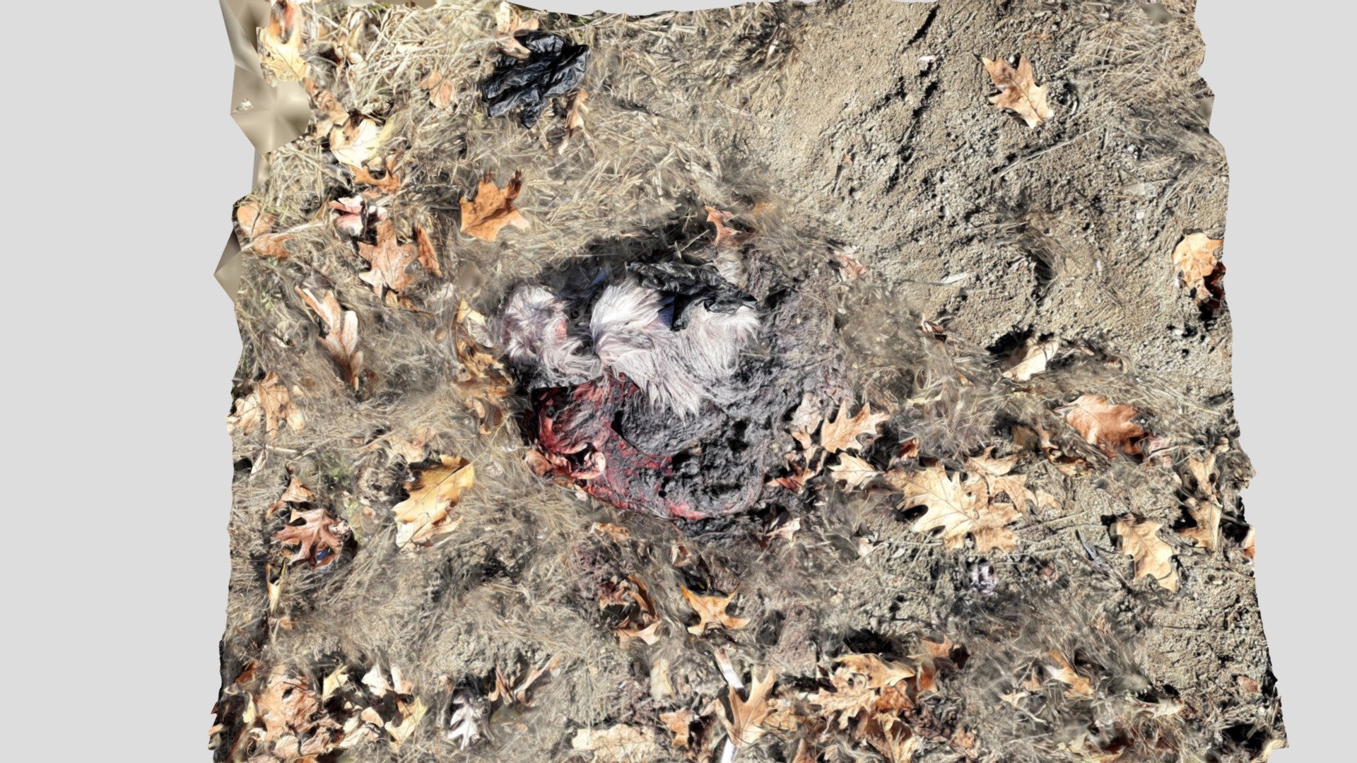Dead Animal at Berlin,MA Park and Ride - Download Free 3D model by ...