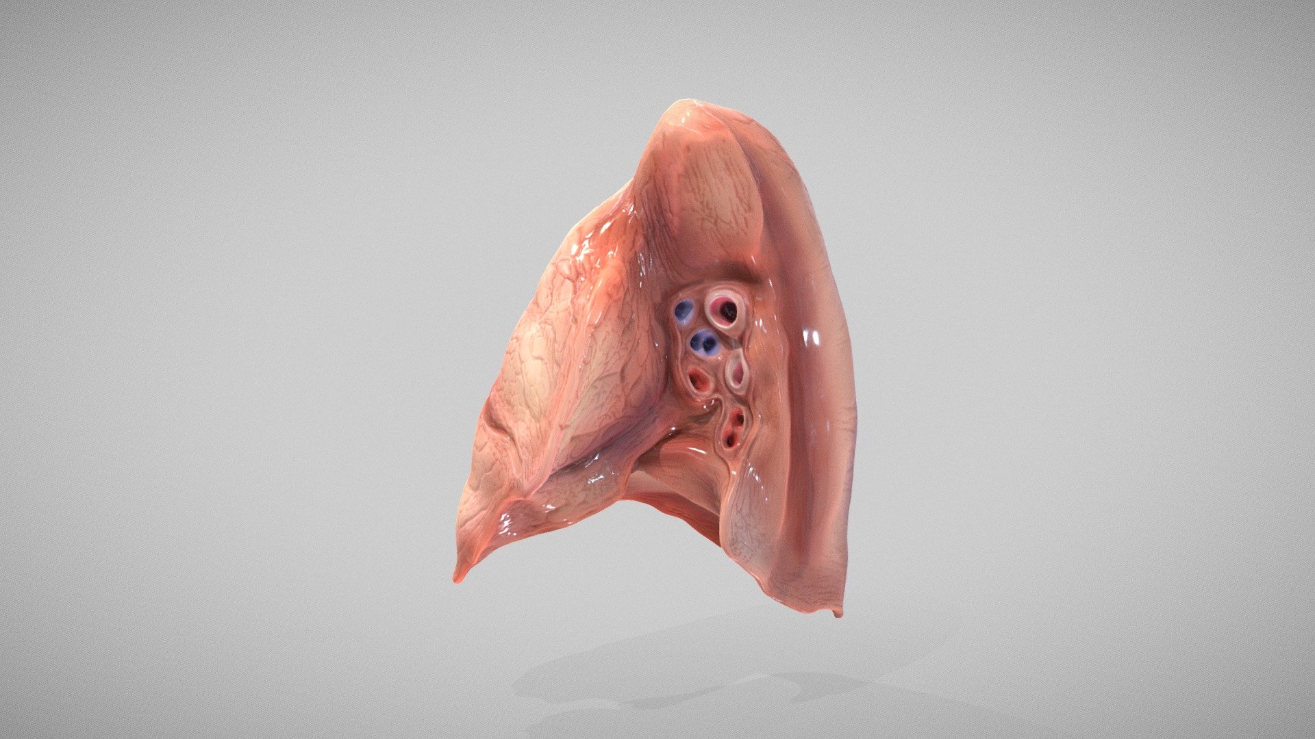 Right Lung - Buy Royalty Free 3D model by Hannah Bryce Ely, CMI (@Hely ...