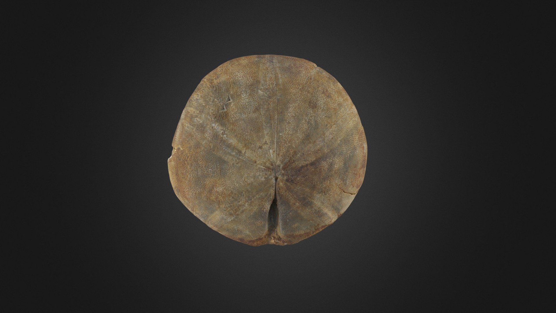 Clypeus ploti - 3D model by R.Paul [fa4945f] - Sketchfab