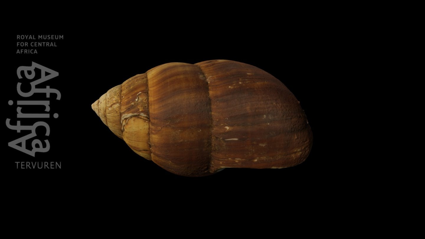 Subulinidae bocageia - 3D model by Royal Museum for Central Africa ...