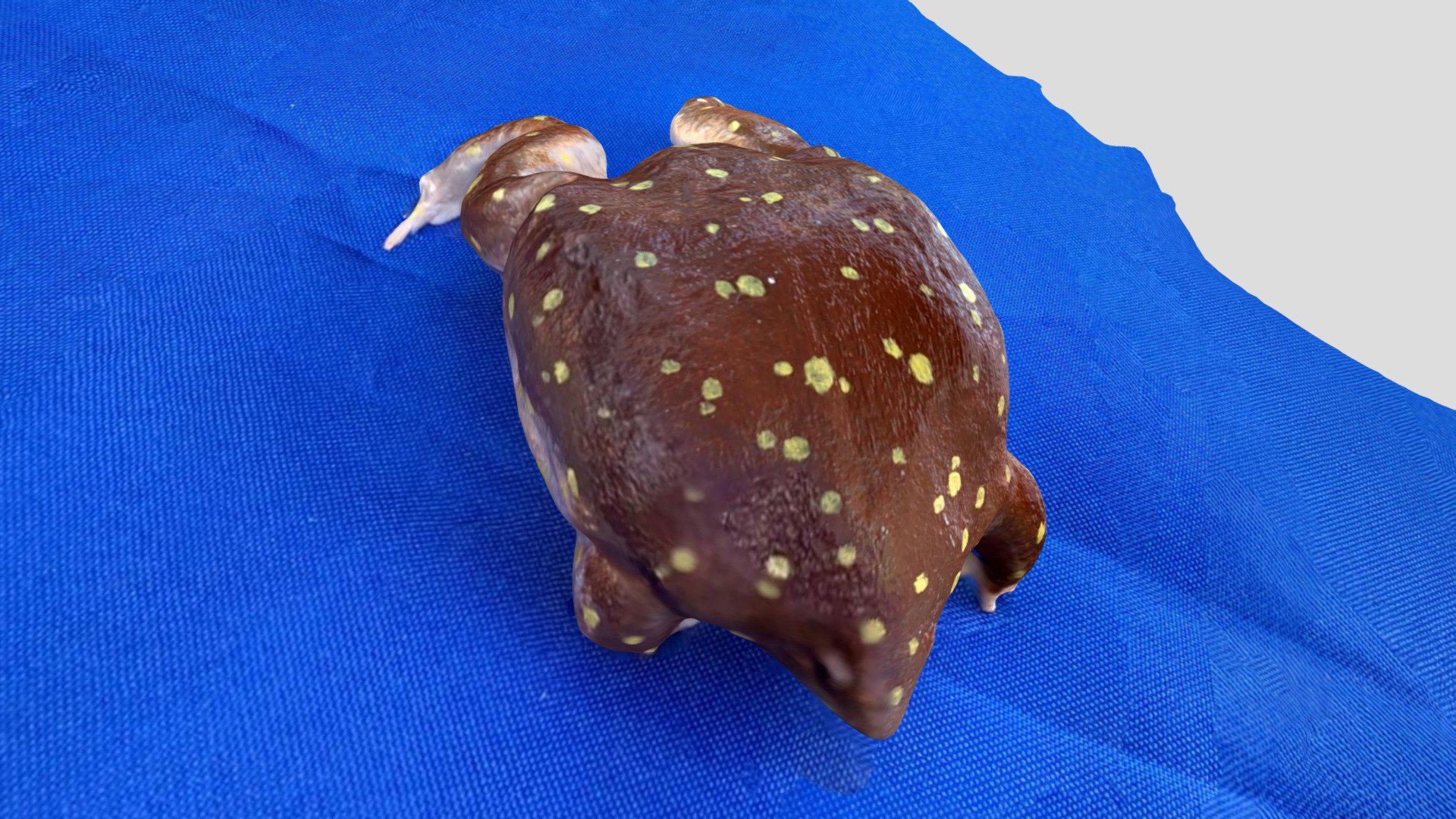 Hemisus guttatus - Download Free 3D model by Alex Griswold (@griswold ...
