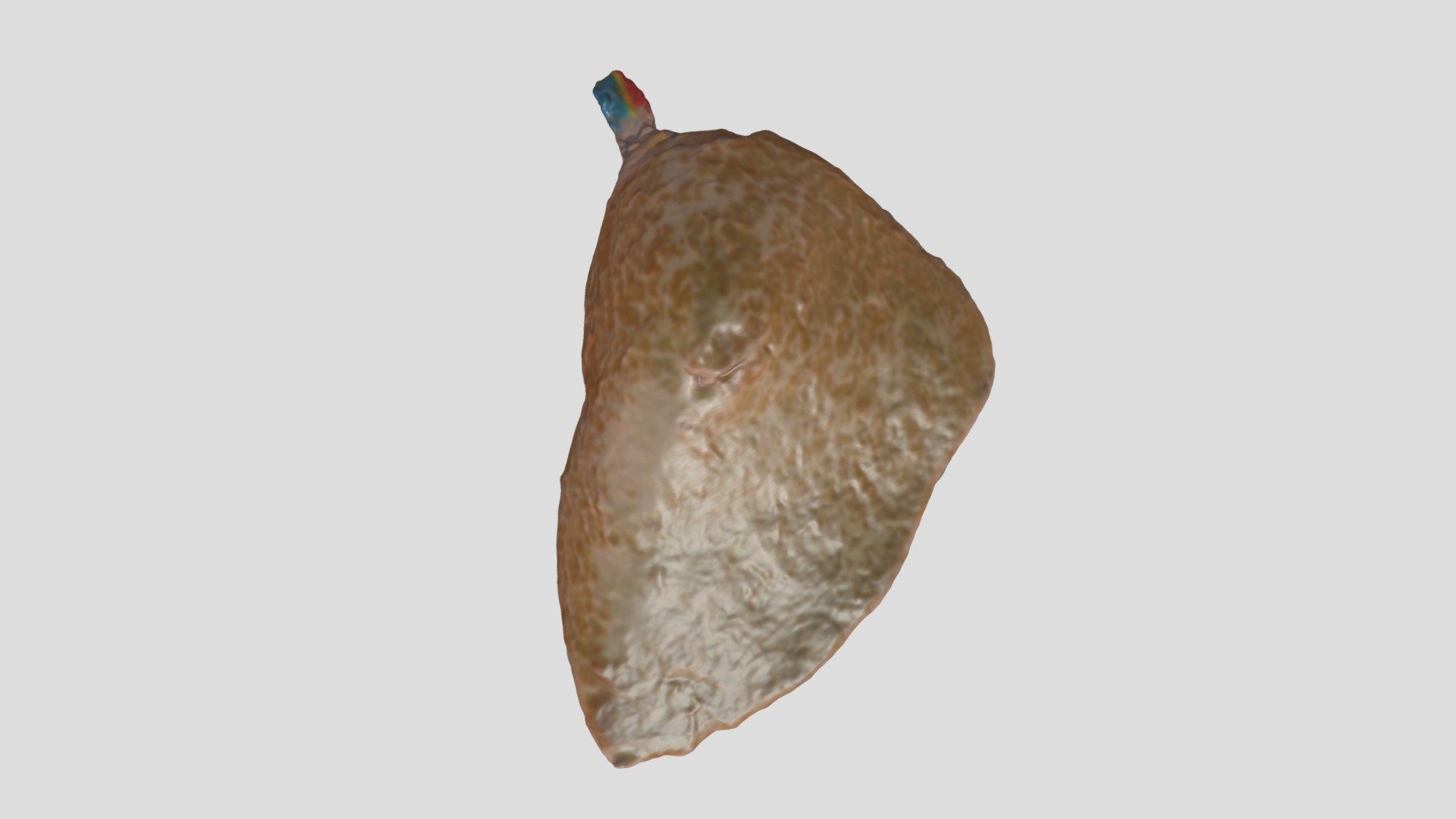 Spleen (sheep) - 3D model by University of Sarajevo - Veterinary ...