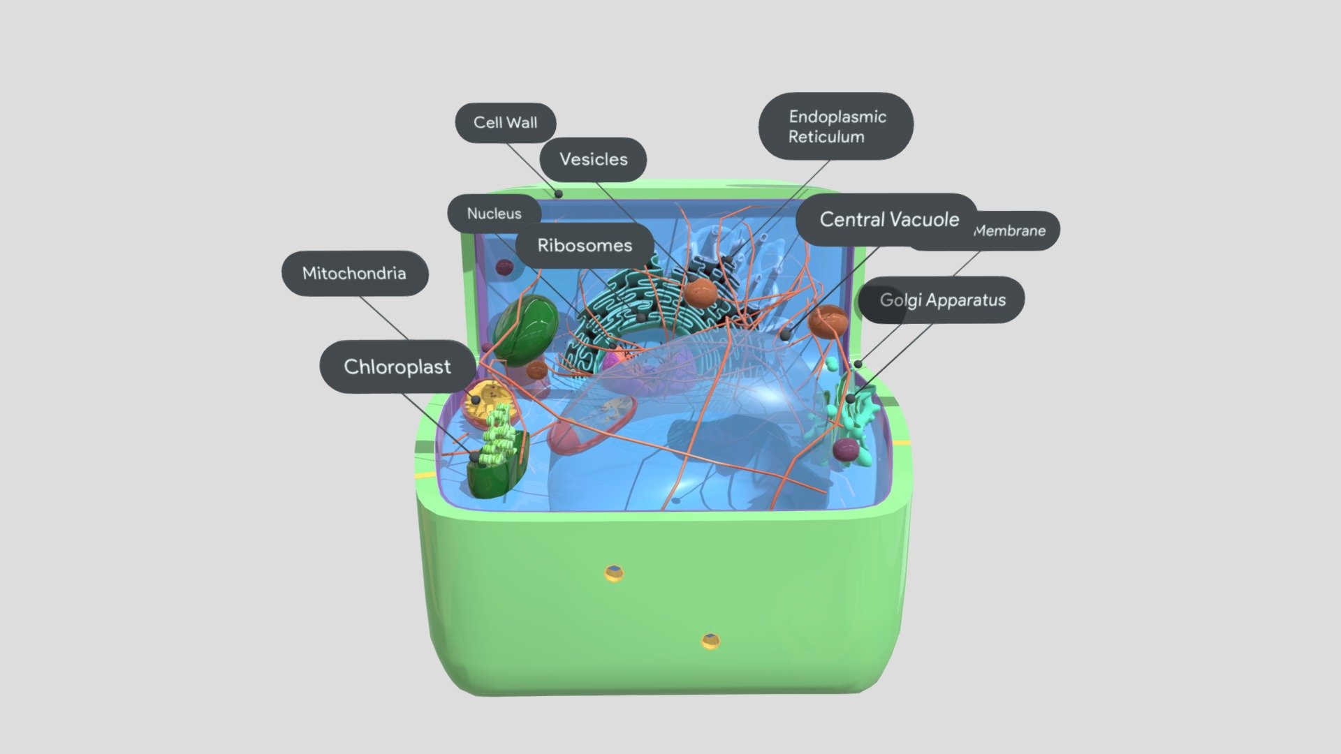 Sel Tumbuhan Biologi - 3D model by wi (@arexarexu) [fa5bd38] - Sketchfab
