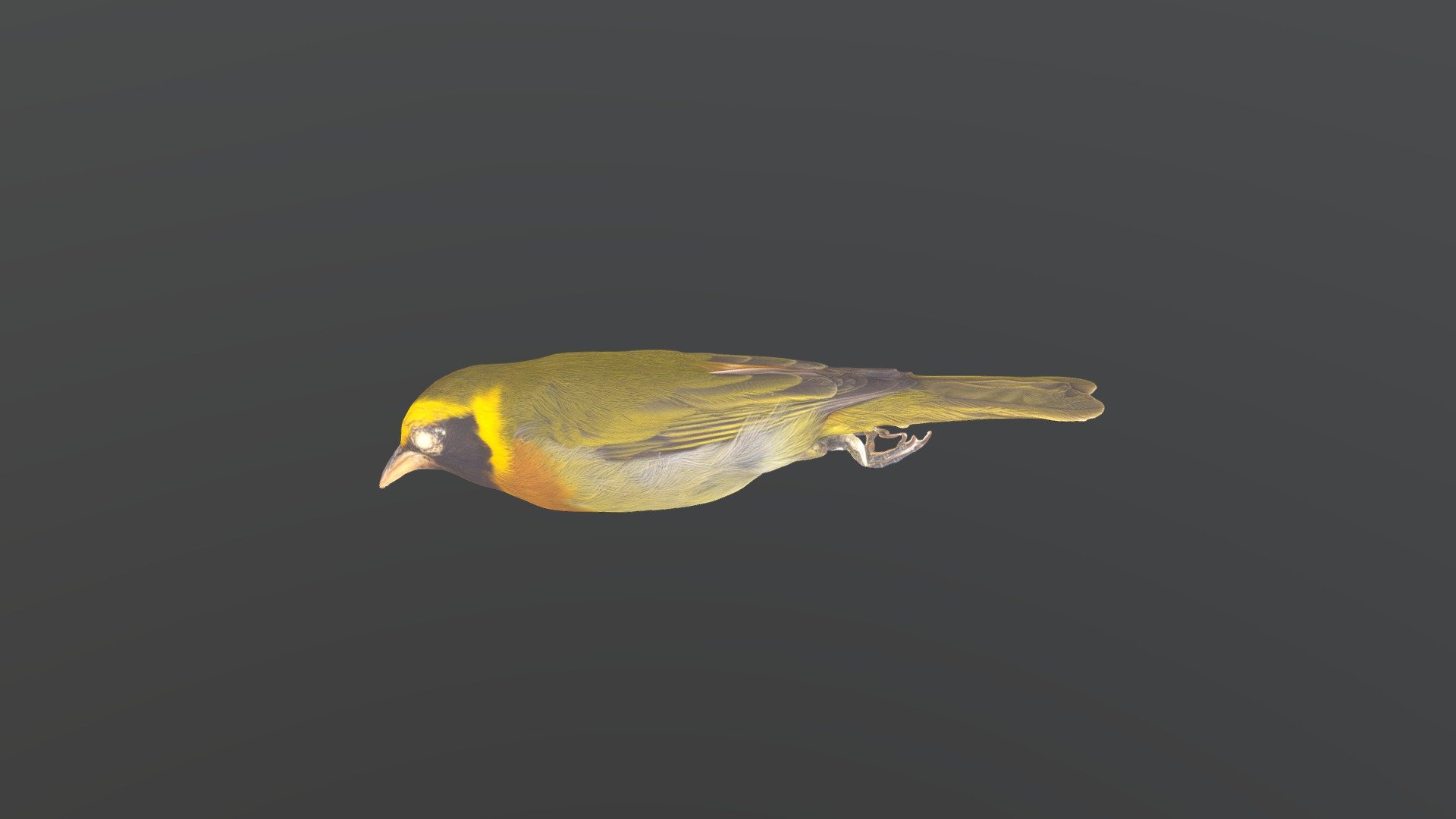 Guira Tanager - Hemithraupis guira - Download Free 3D model by MooreLab ...
