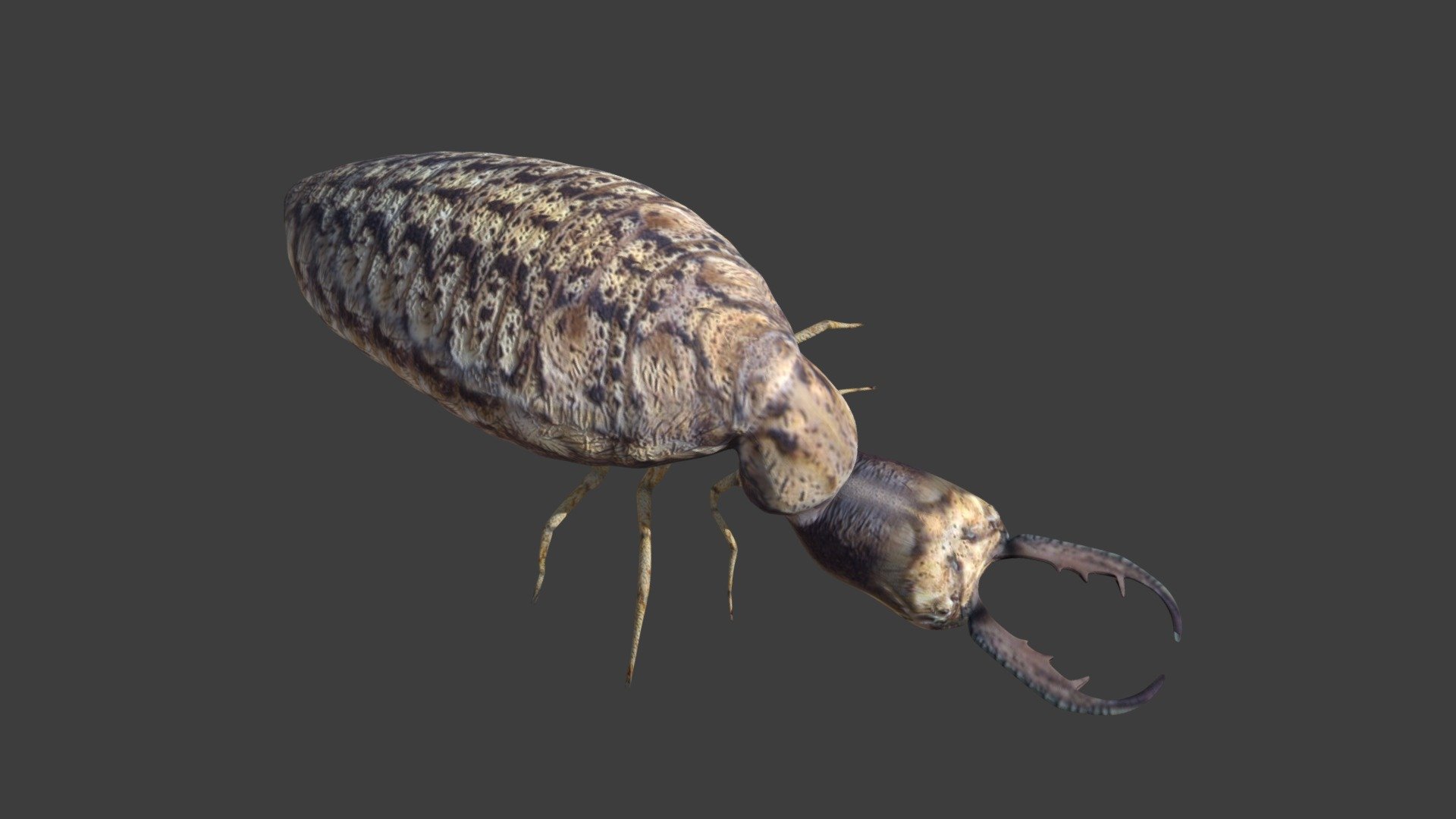 Antlion work in progress - Download Free 3D model by D & X ...
