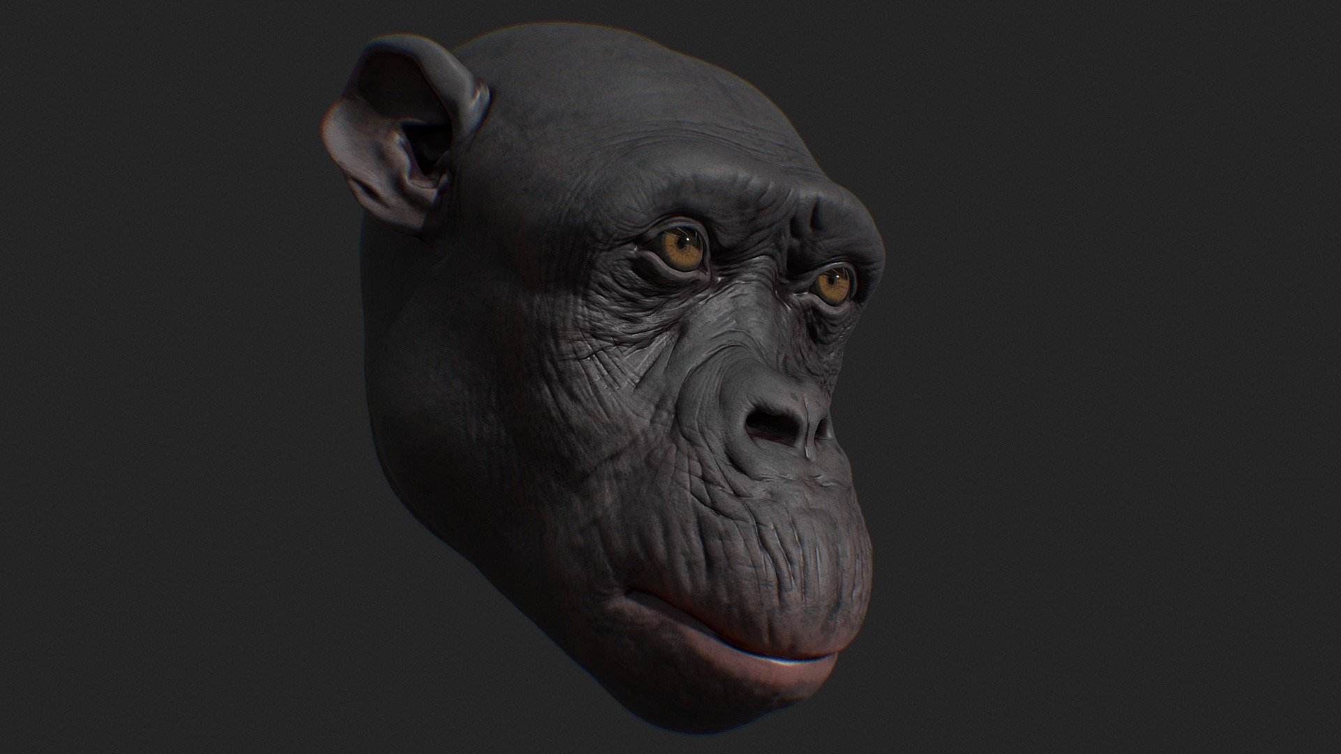 Chimpanzee - 3D model by guillealvarezdib [fa60116] - Sketchfab