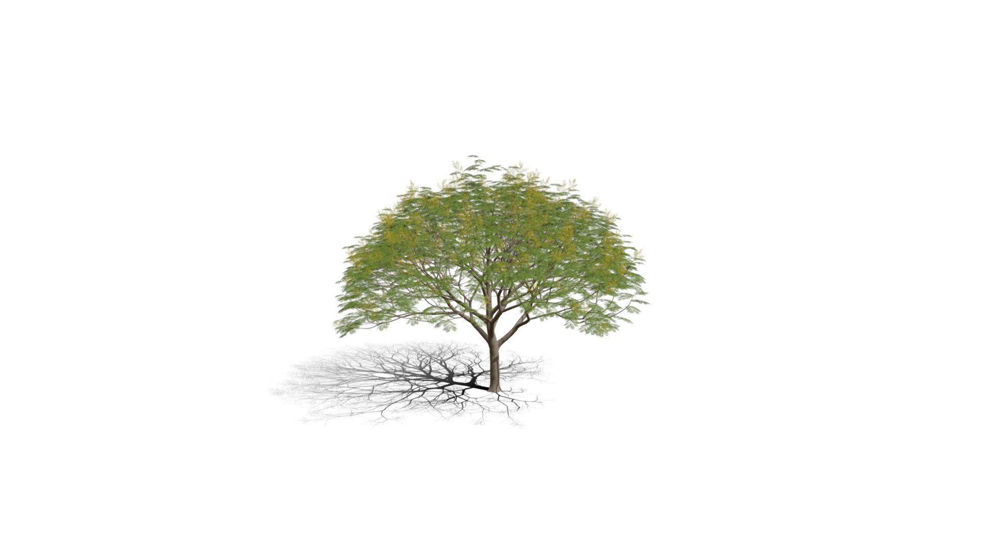 Realistic HD Chinese flame tree (4/20) - Download Free 3D model by ...
