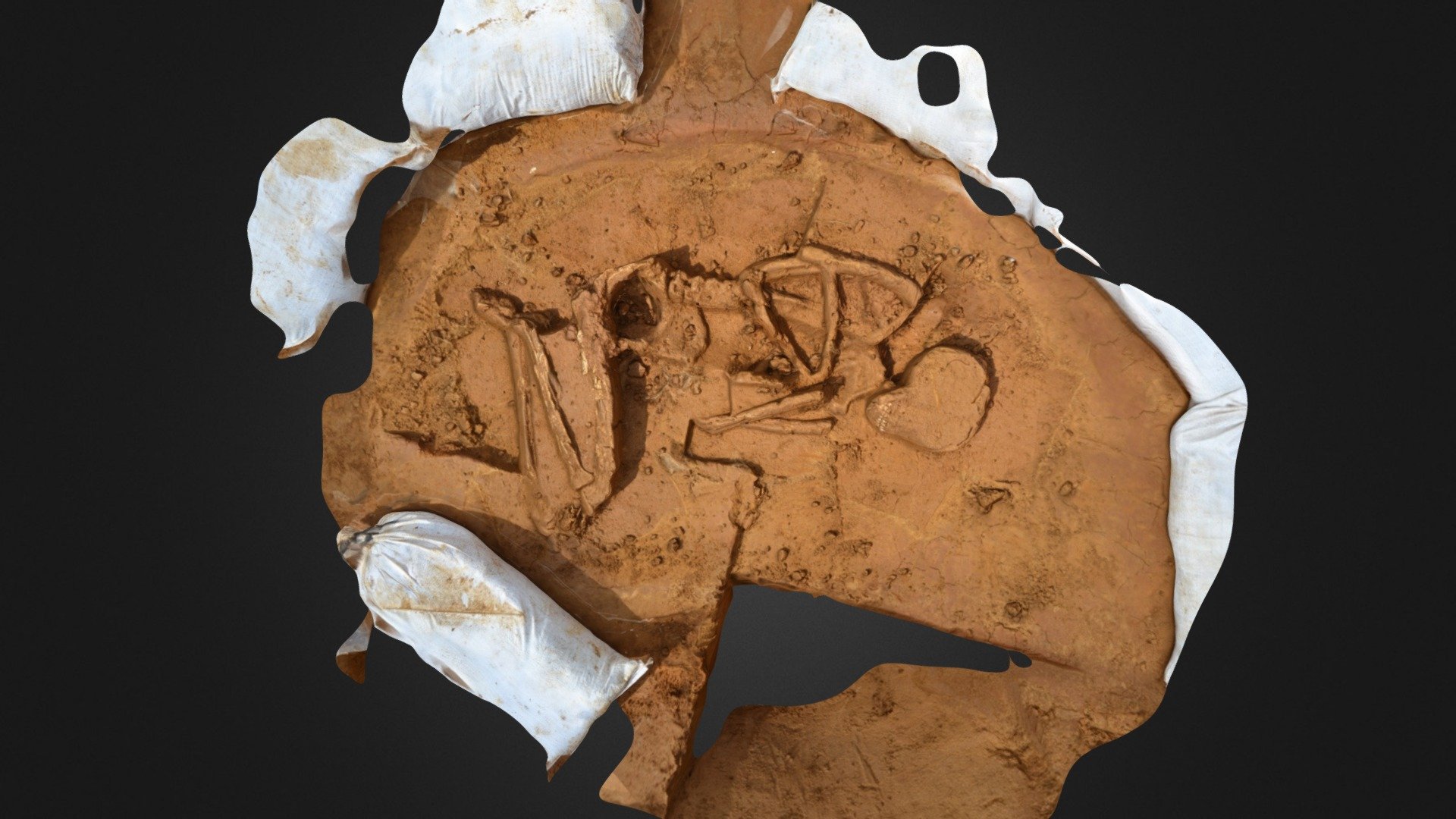 Ham Hill - Skeleton 3 - 3D model by Robert Barratt (@robbarratt ...