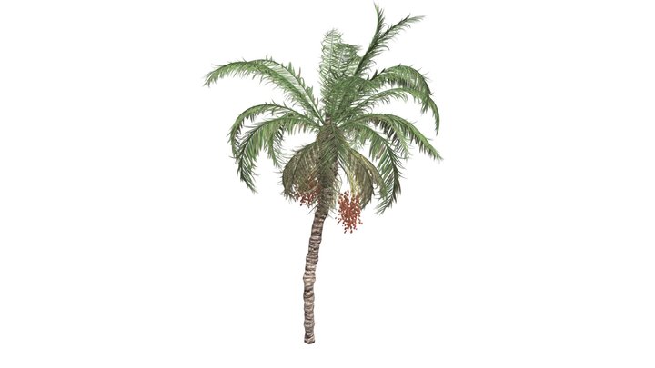 Palm-tree 3D models - Sketchfab