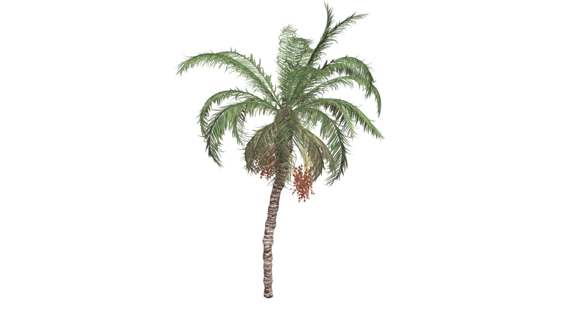 Date Palm Tree #04 - Buy Royalty Free 3D model by meshshape [fa6fb8e ...