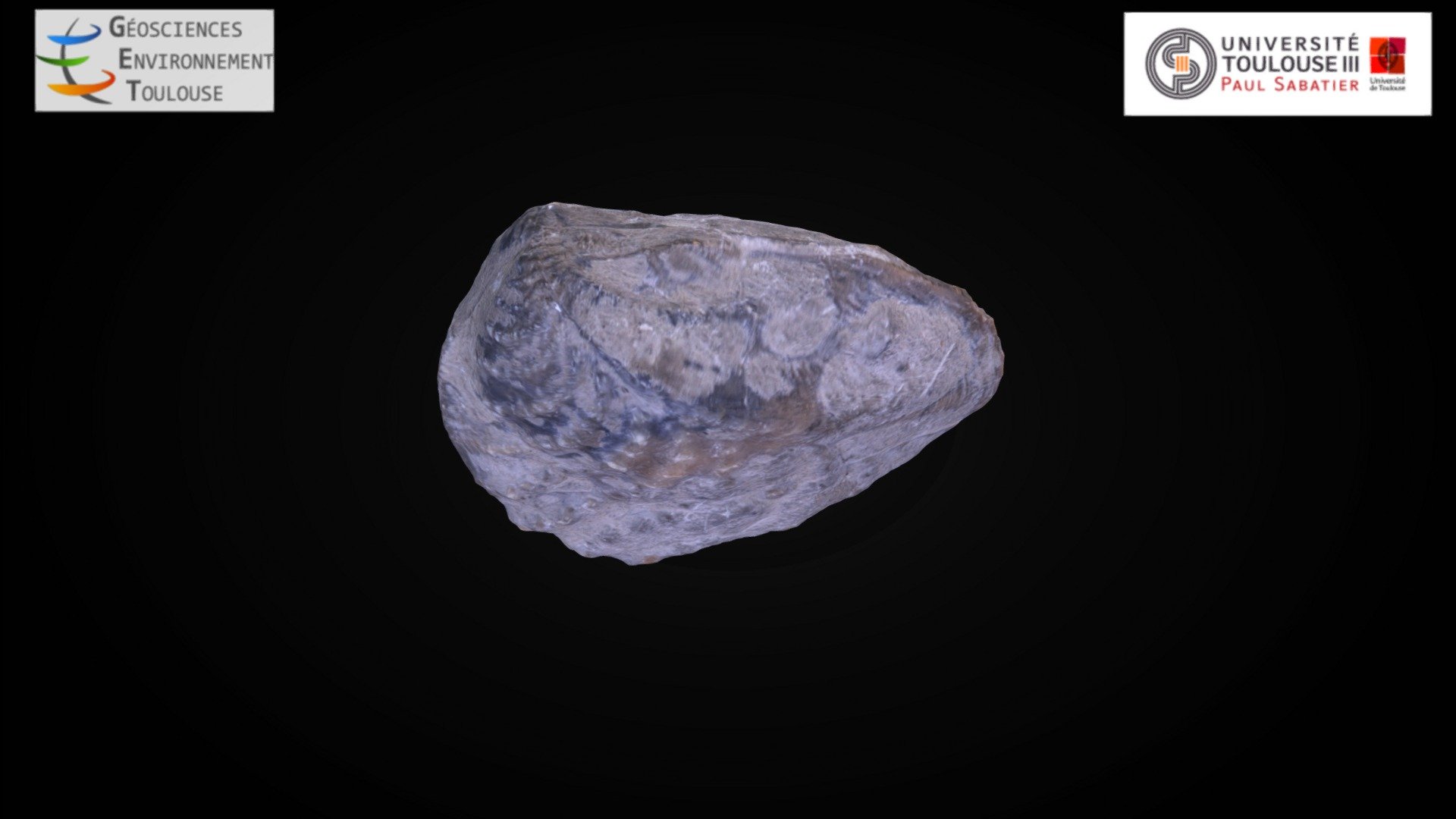 Trigonia - Download Free 3D model by Marc de RAFELIS (@derafelis ...
