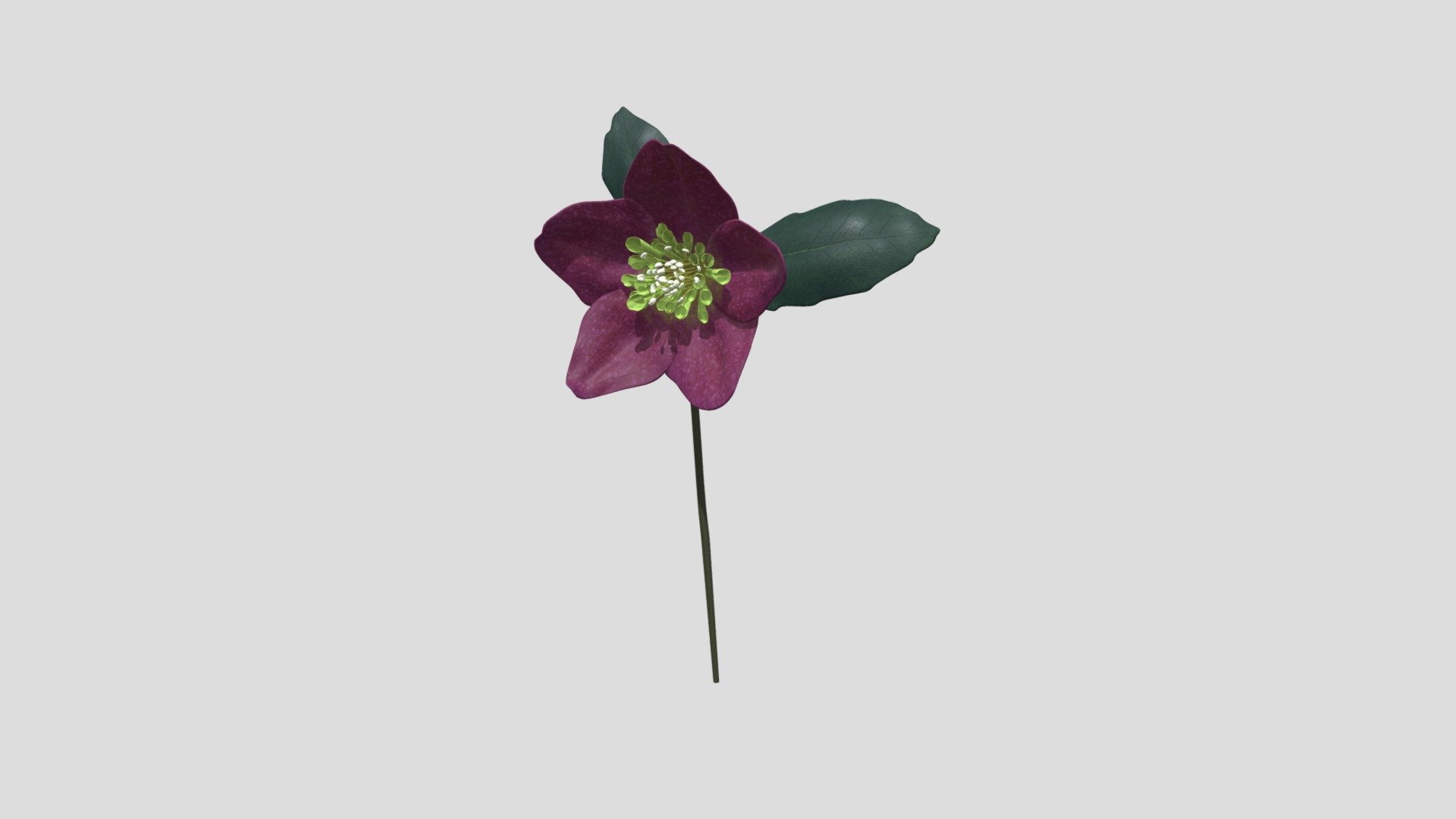 Hellebore - 3D model by amsiu [fa79d4b] - Sketchfab