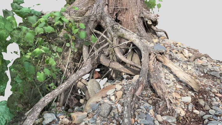 Root 3D models - Sketchfab