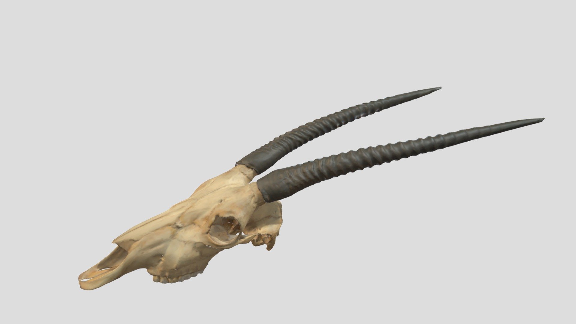 Oryx gazella_オリックス_GMNH-VM-570 - Download Free 3D model by Gunma Museum ...