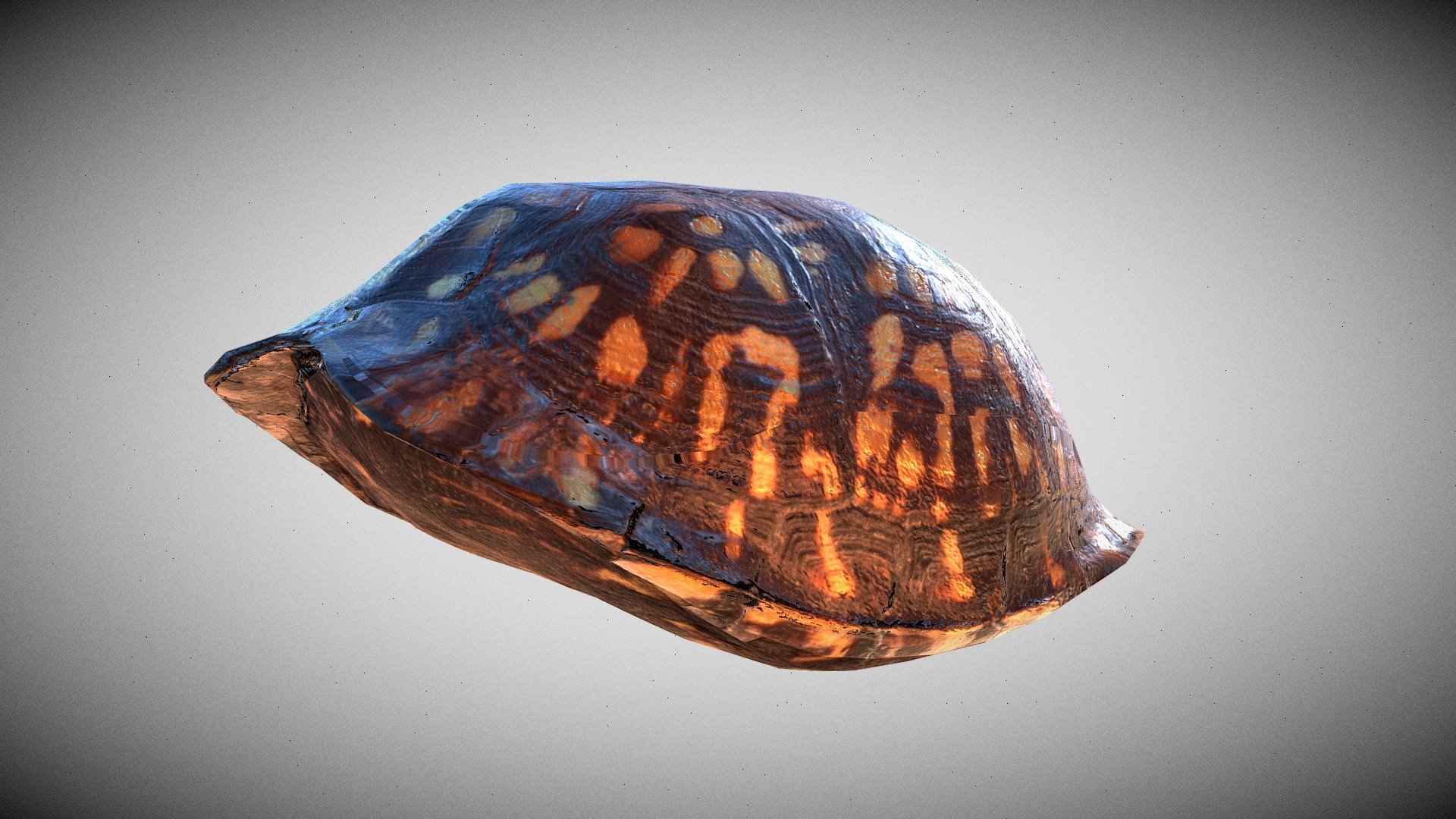 Low Poly Turtle Mobile - 3D model by GomezWT [fa92a55] - Sketchfab