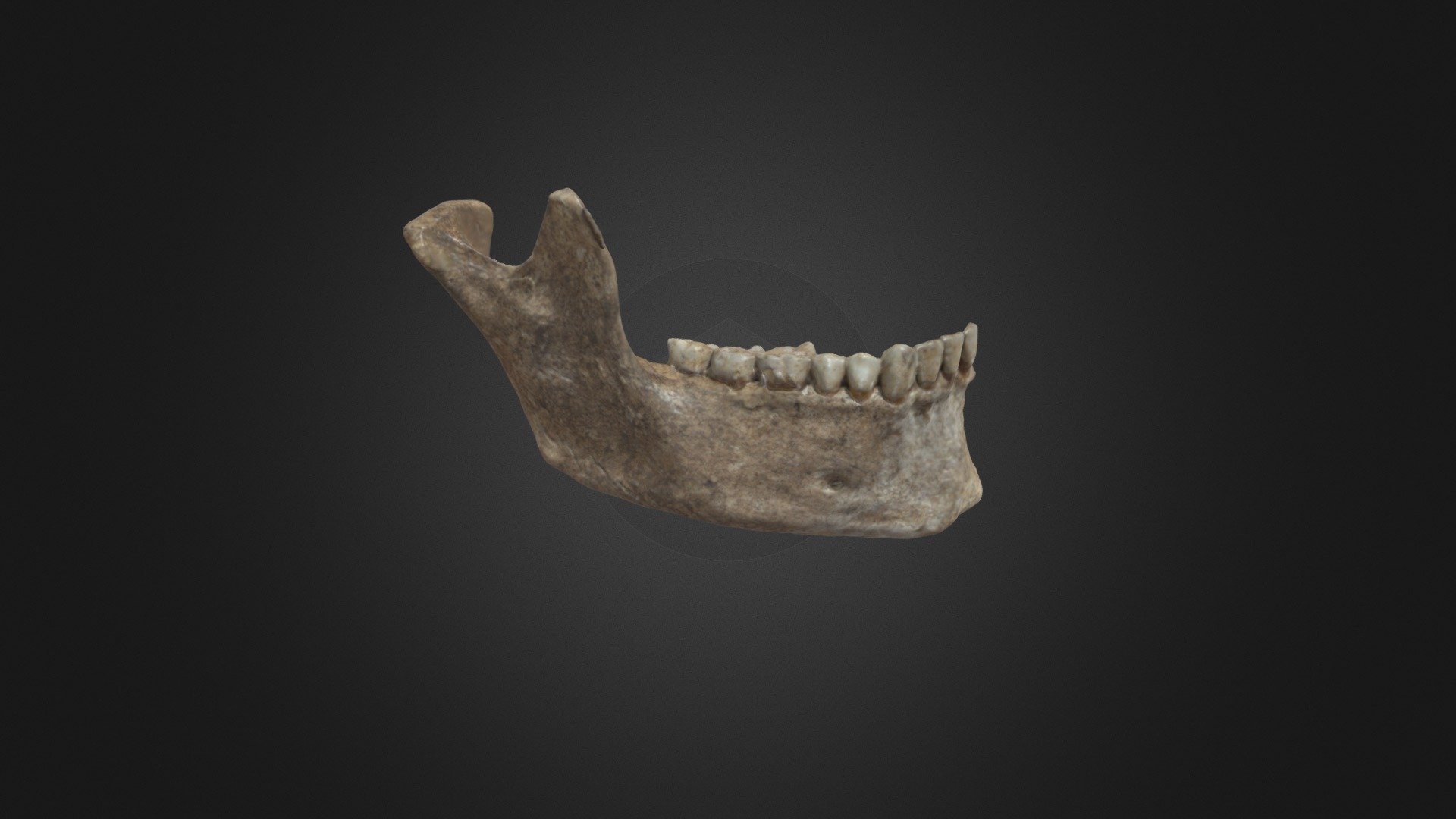 Bronze Age Mandible - Download Free 3D model by Northern Heritage ...